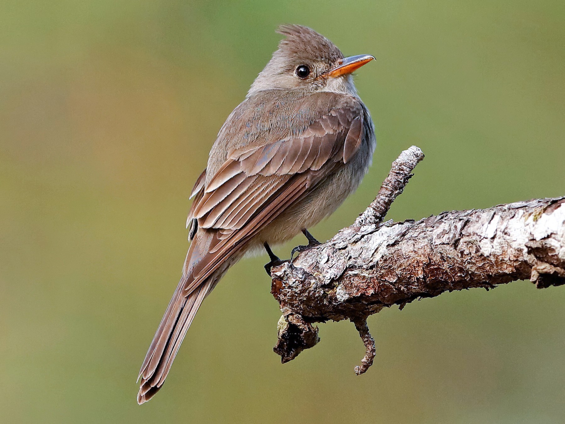 Greater Pewee - eBird