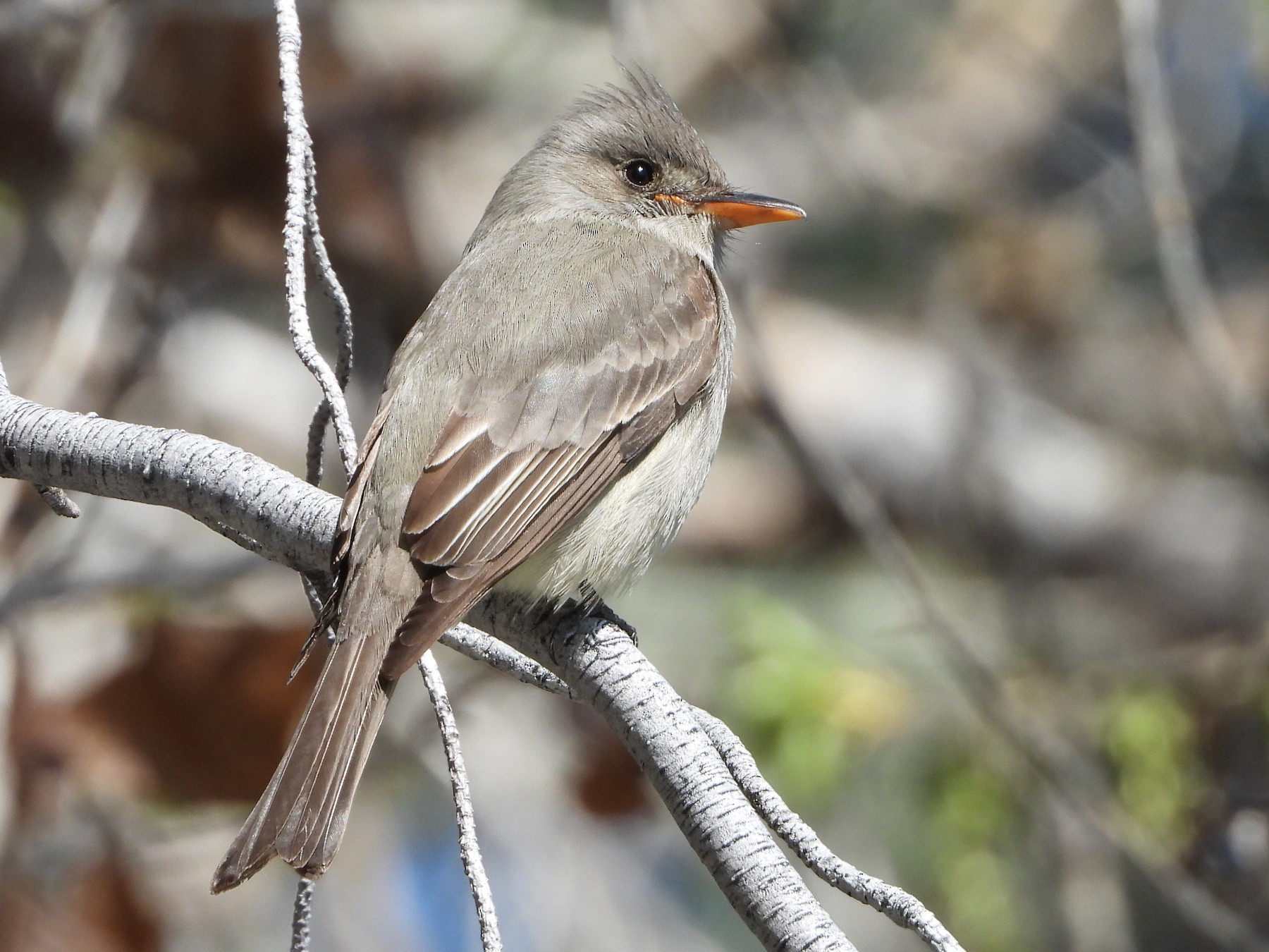 Greater Pewee - eBird