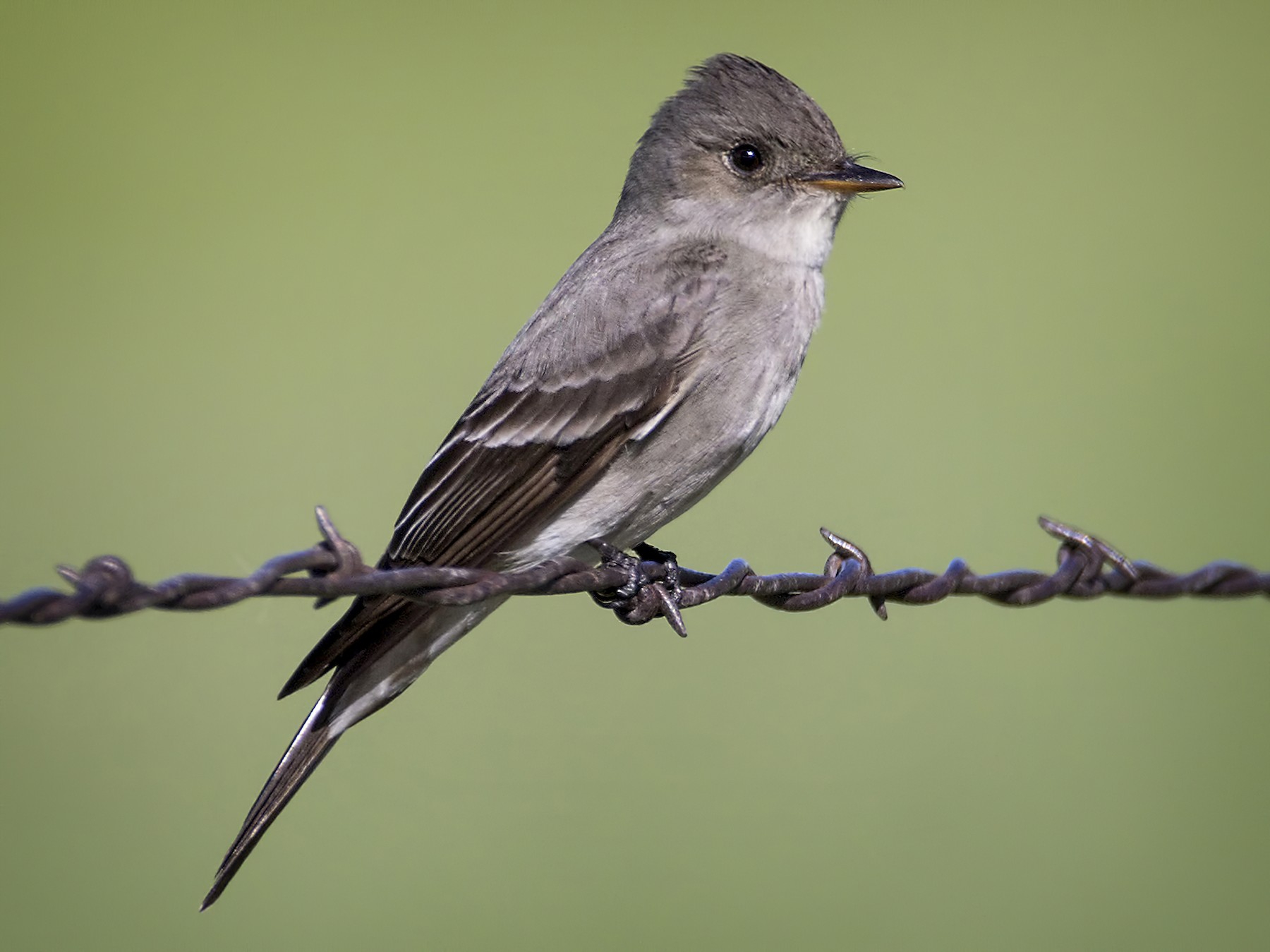 Western Wood-Pewee - eBird