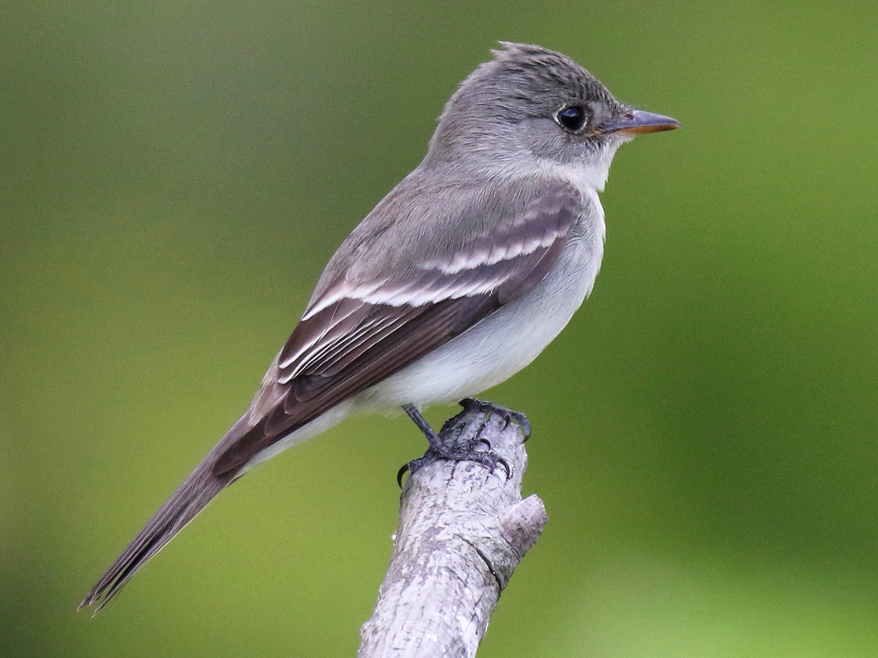 Western Wood Pewee