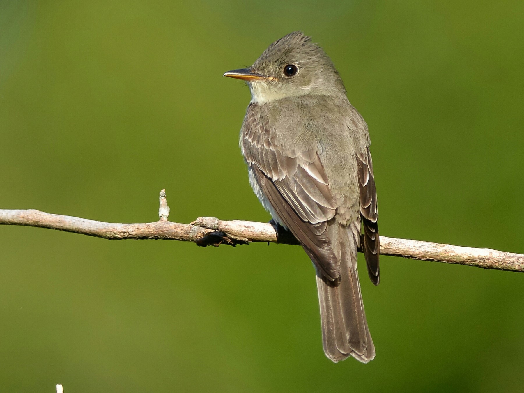Eastern Wood Pewee
