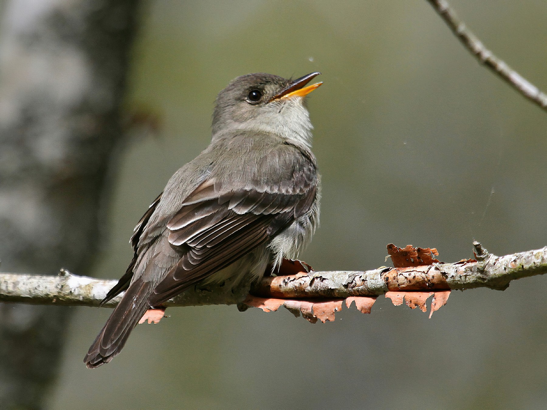 Eastern Wood-Pewee - eBird