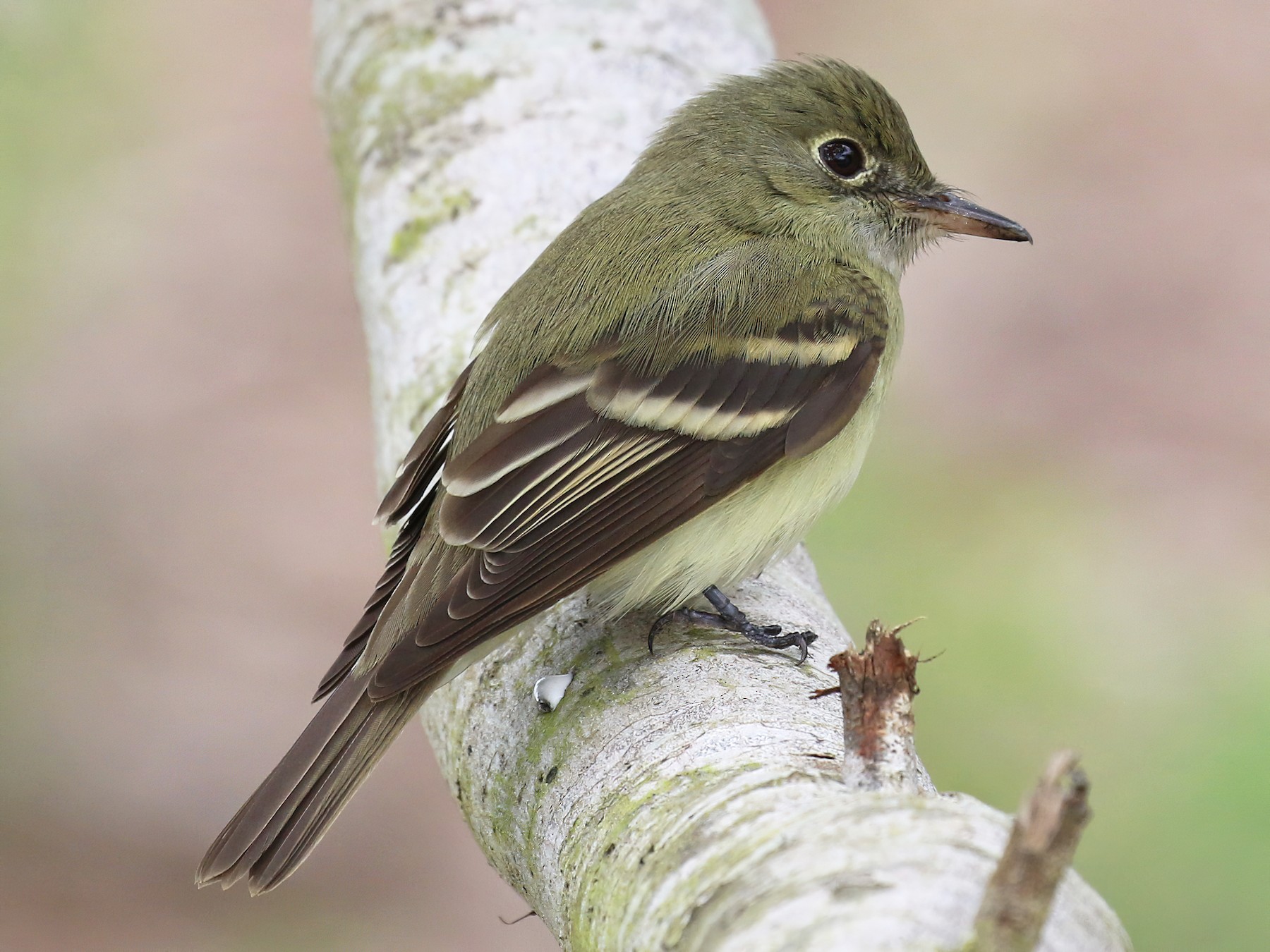 Acadian Flycatcher - eBird