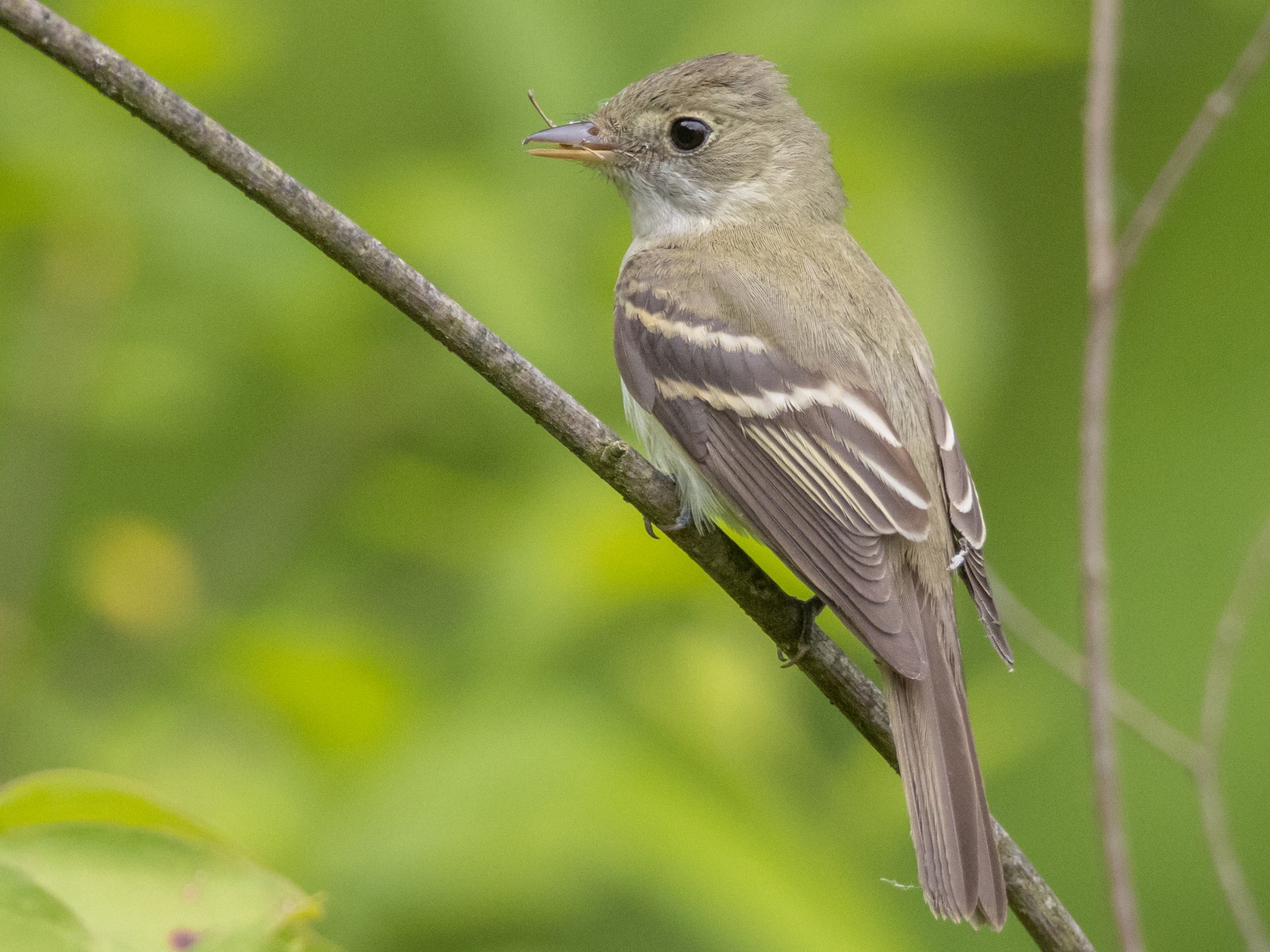 Acadian Flycatcher - eBird