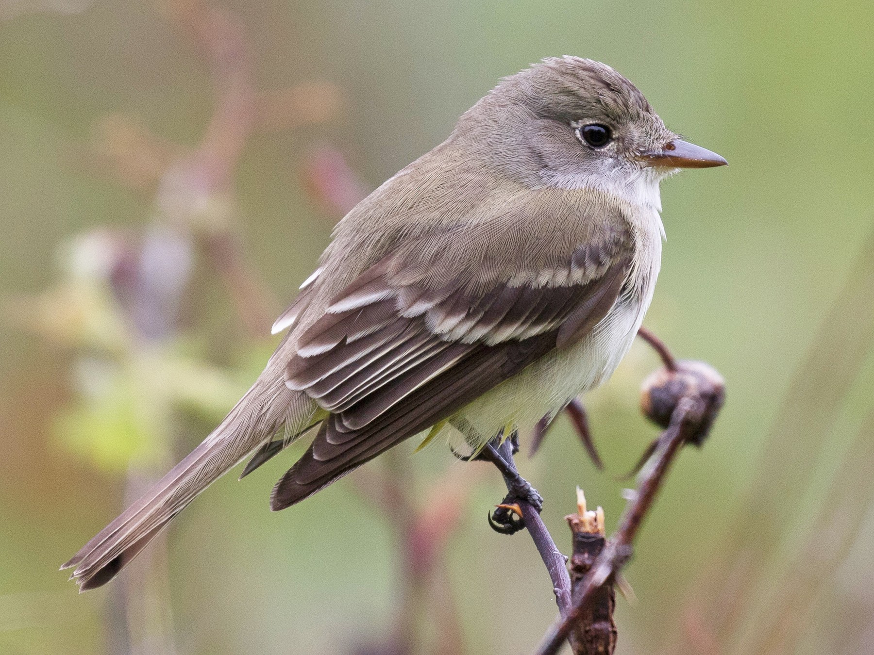 Least Flycatcher