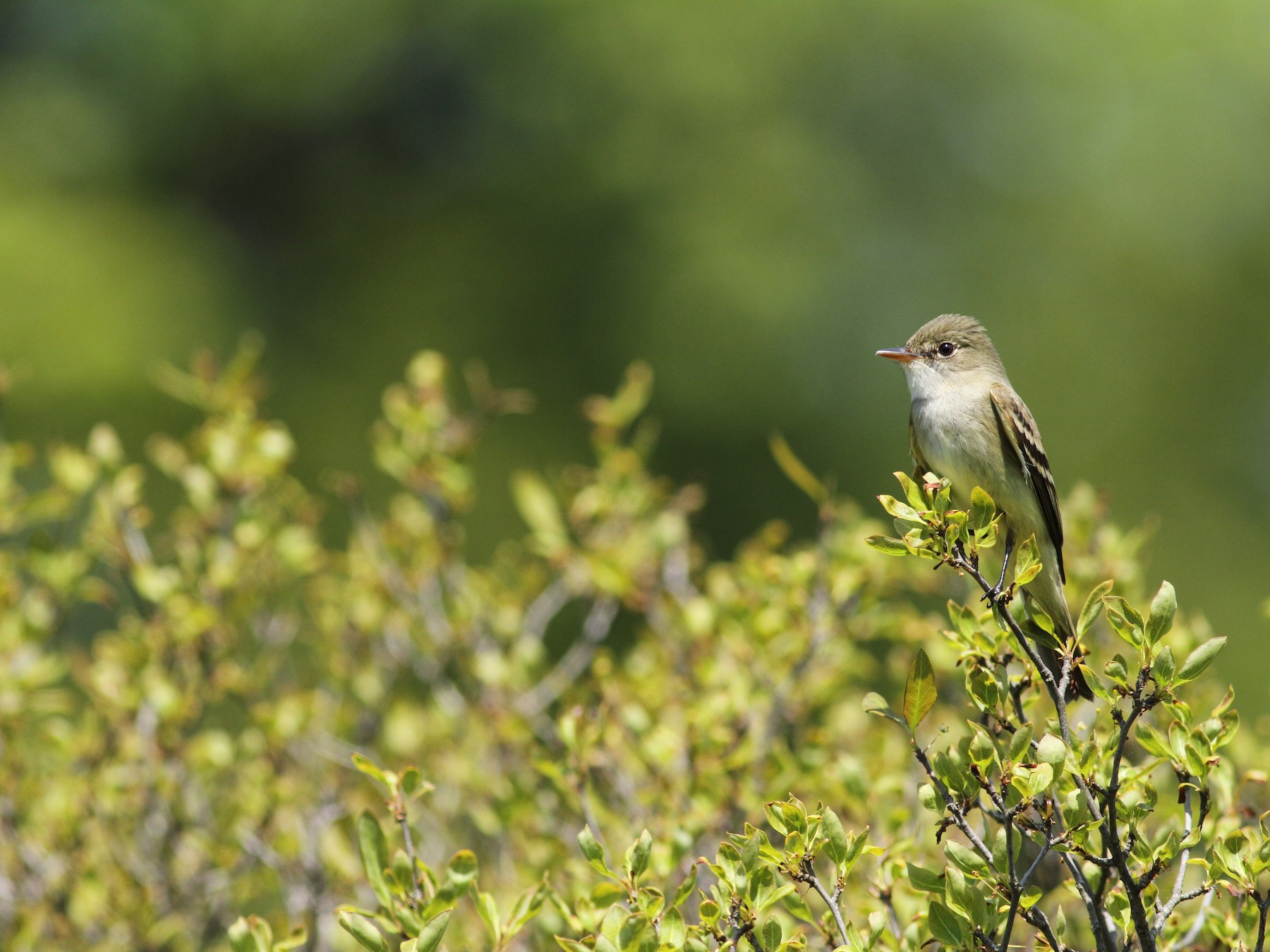 Papamoscas Ailero - eBird