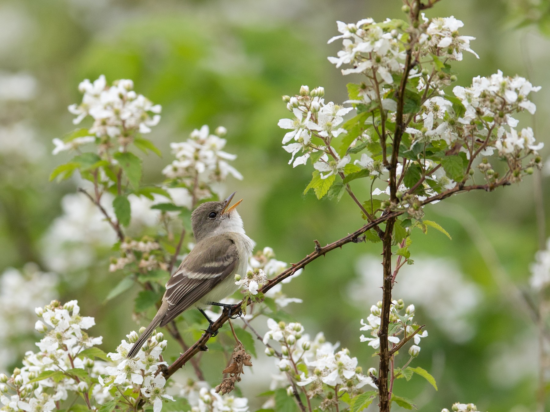 Willow Flycatcher - eBird