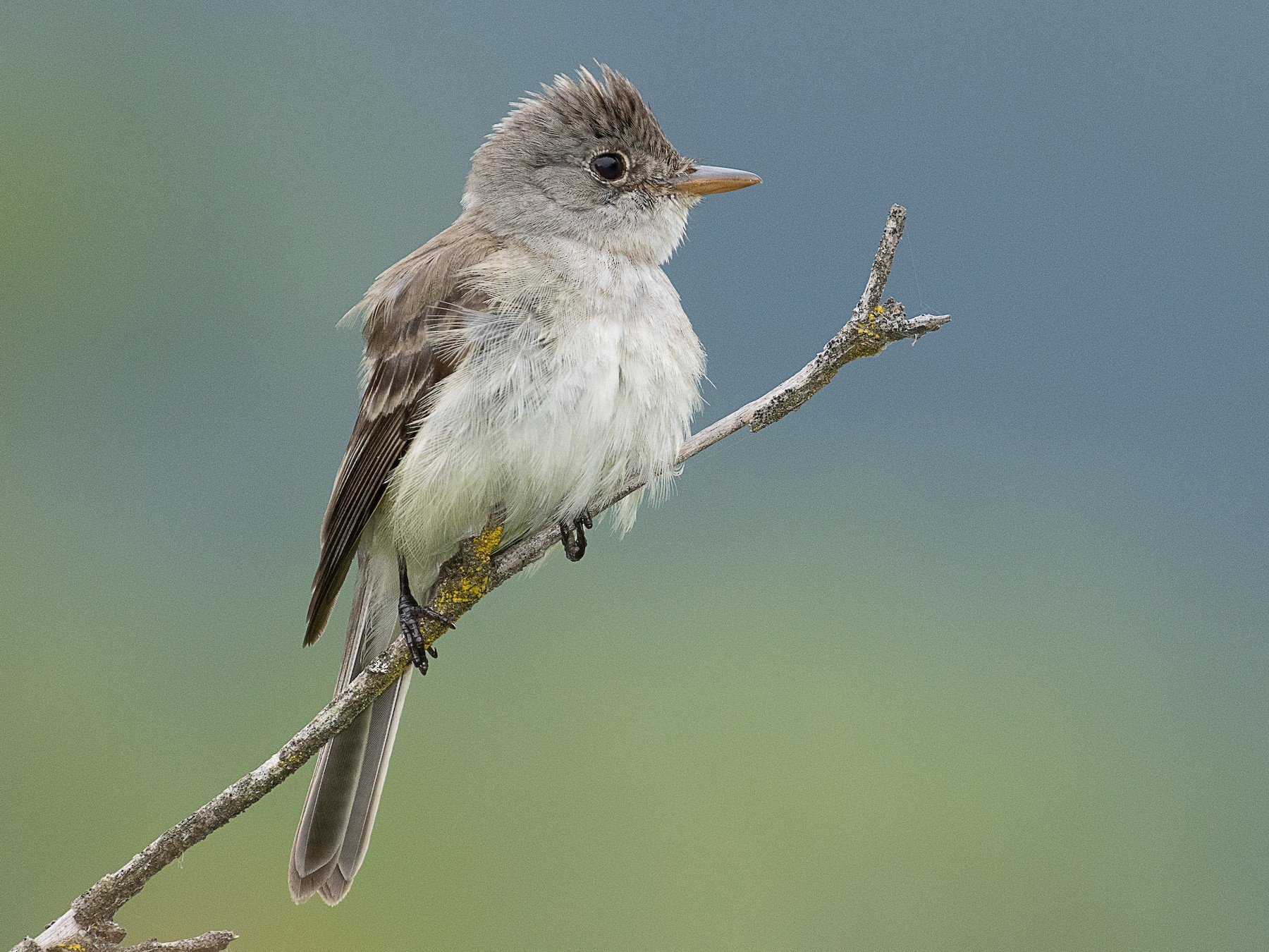 Willow Flycatcher - eBird