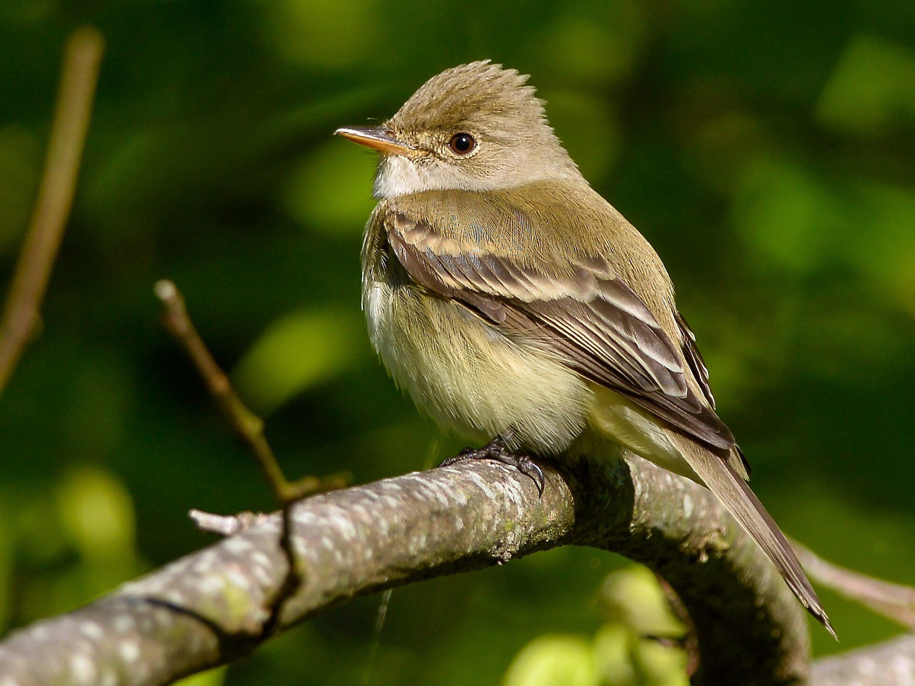 Willow Flycatcher - eBird