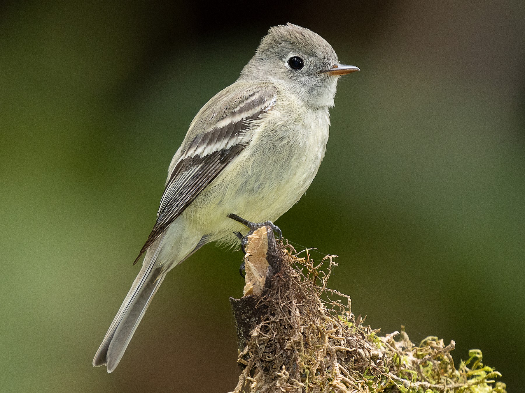 Hammond's Flycatcher - eBird