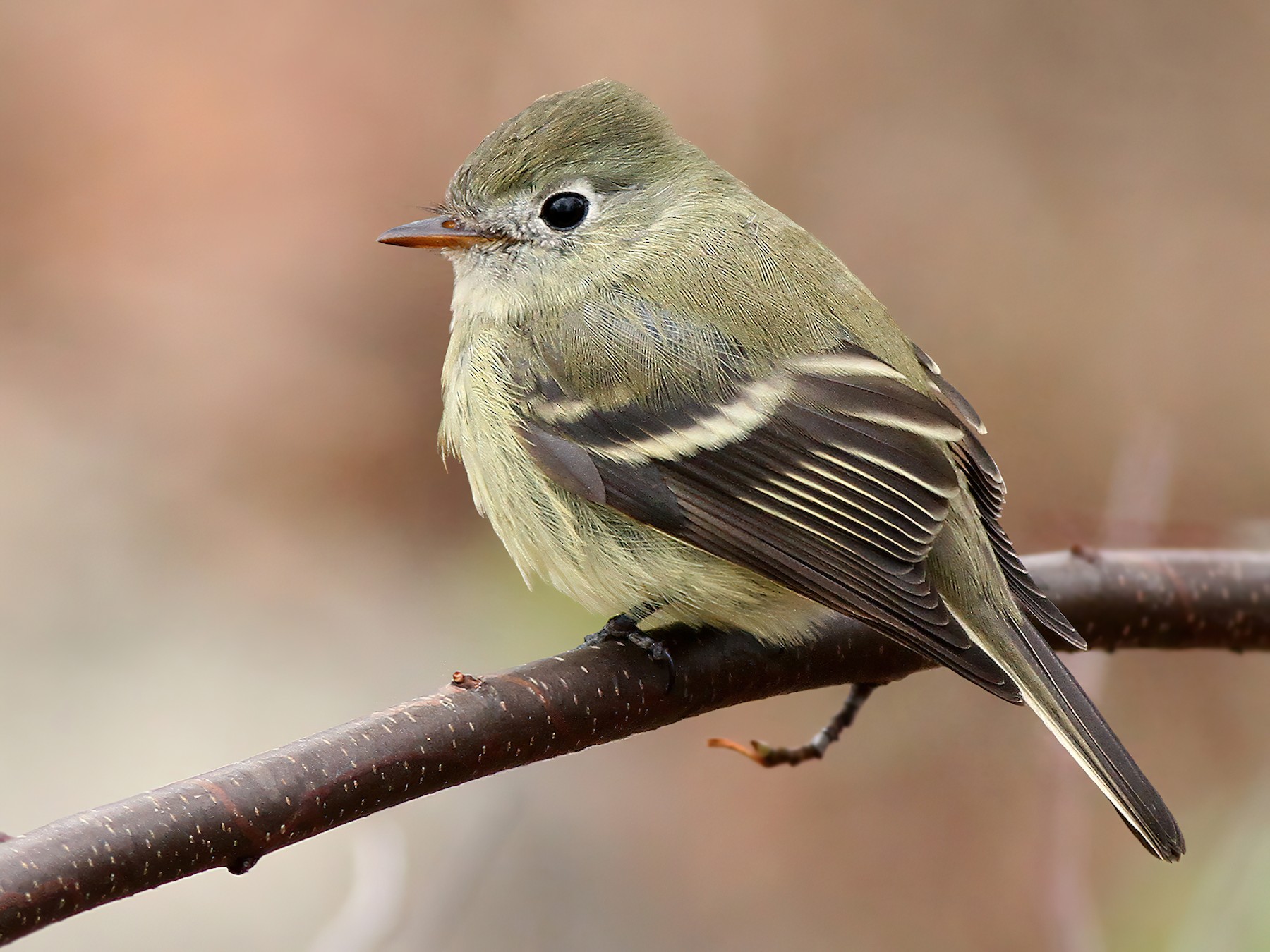 Hammond's Flycatcher - eBird