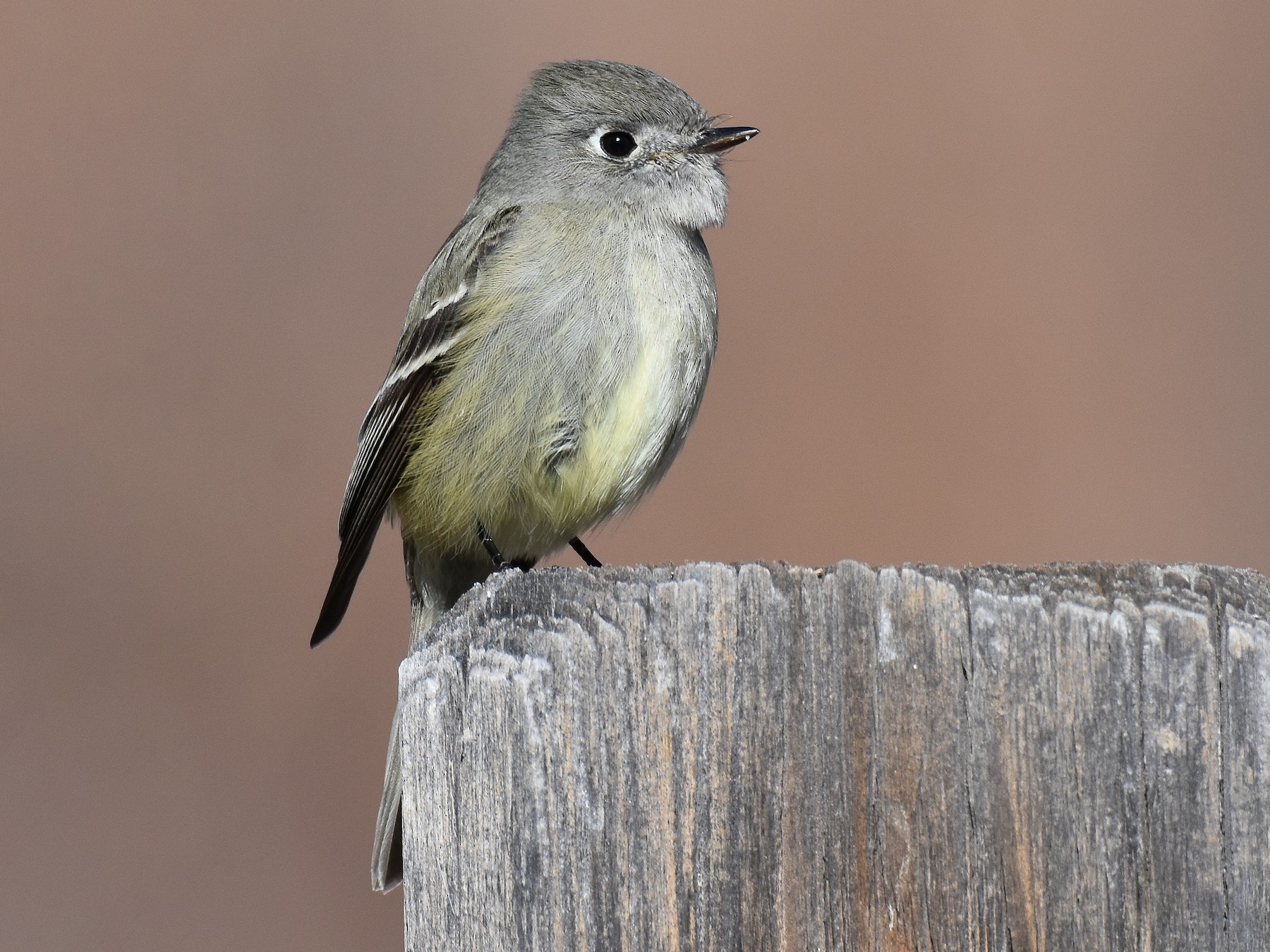 Hammond's Flycatcher - eBird