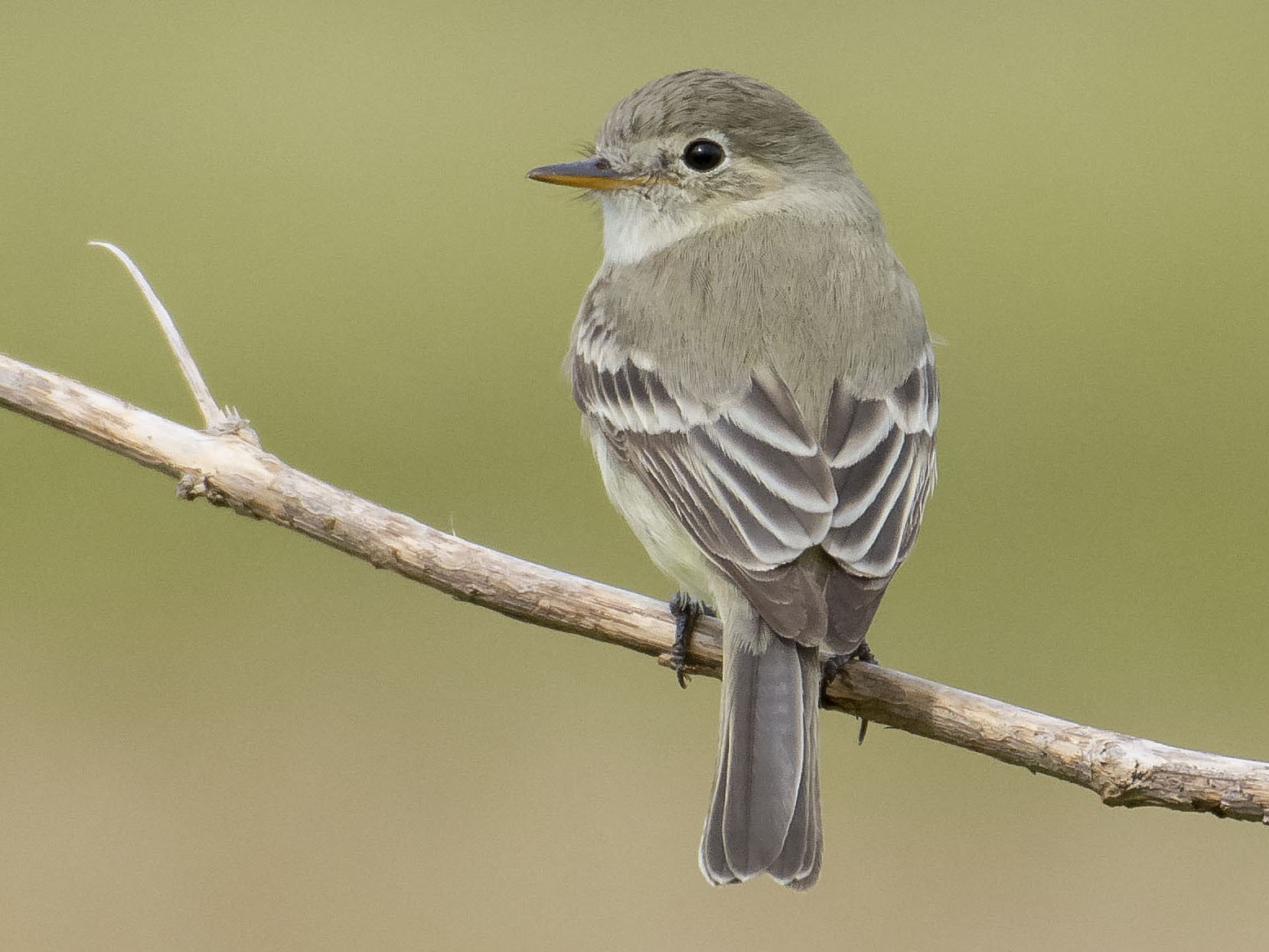 Gray Flycatcher - eBird