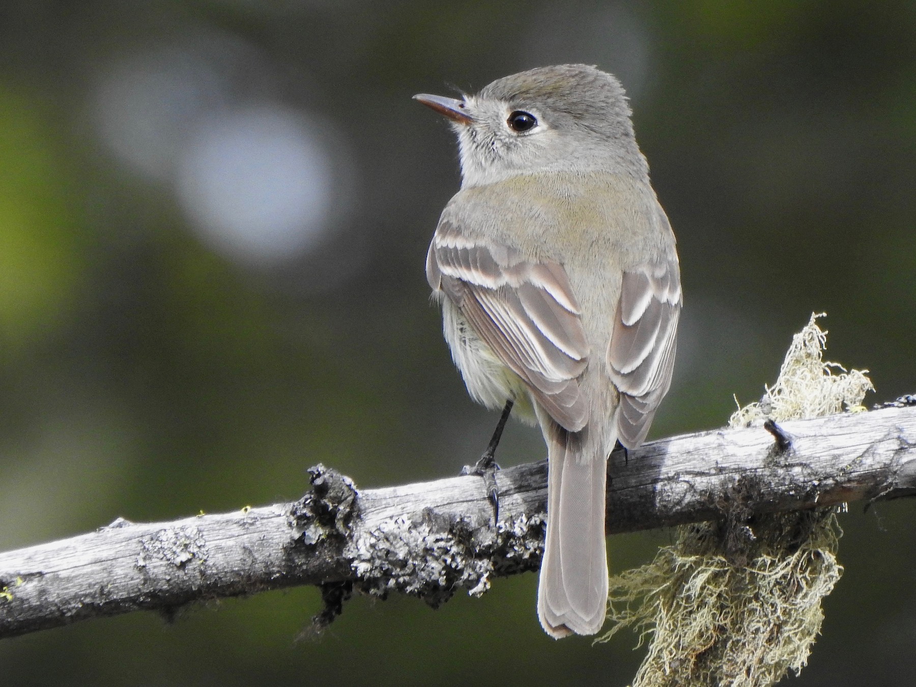 Dusky Flycatcher - eBird