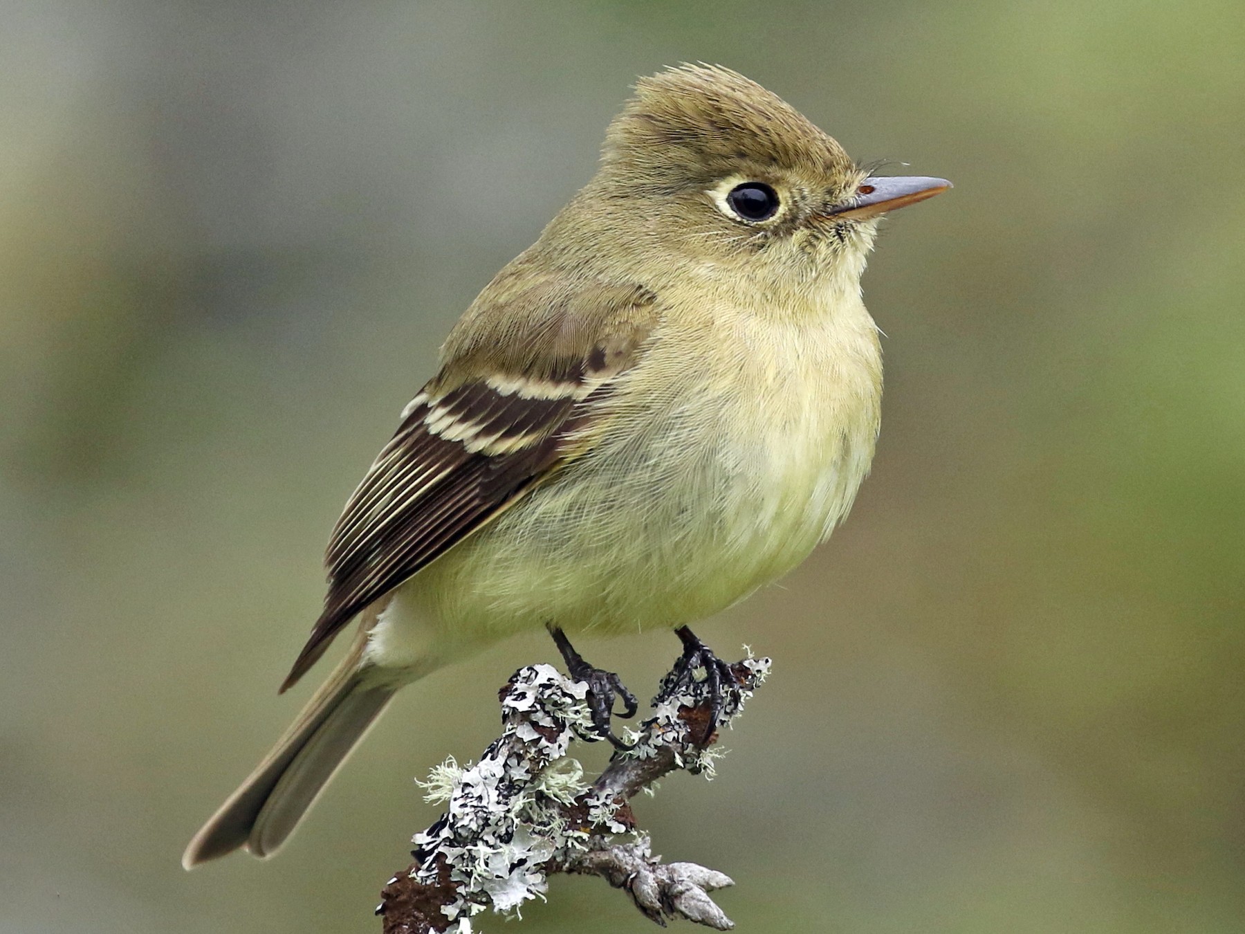 Pacific Slope Flycatcher