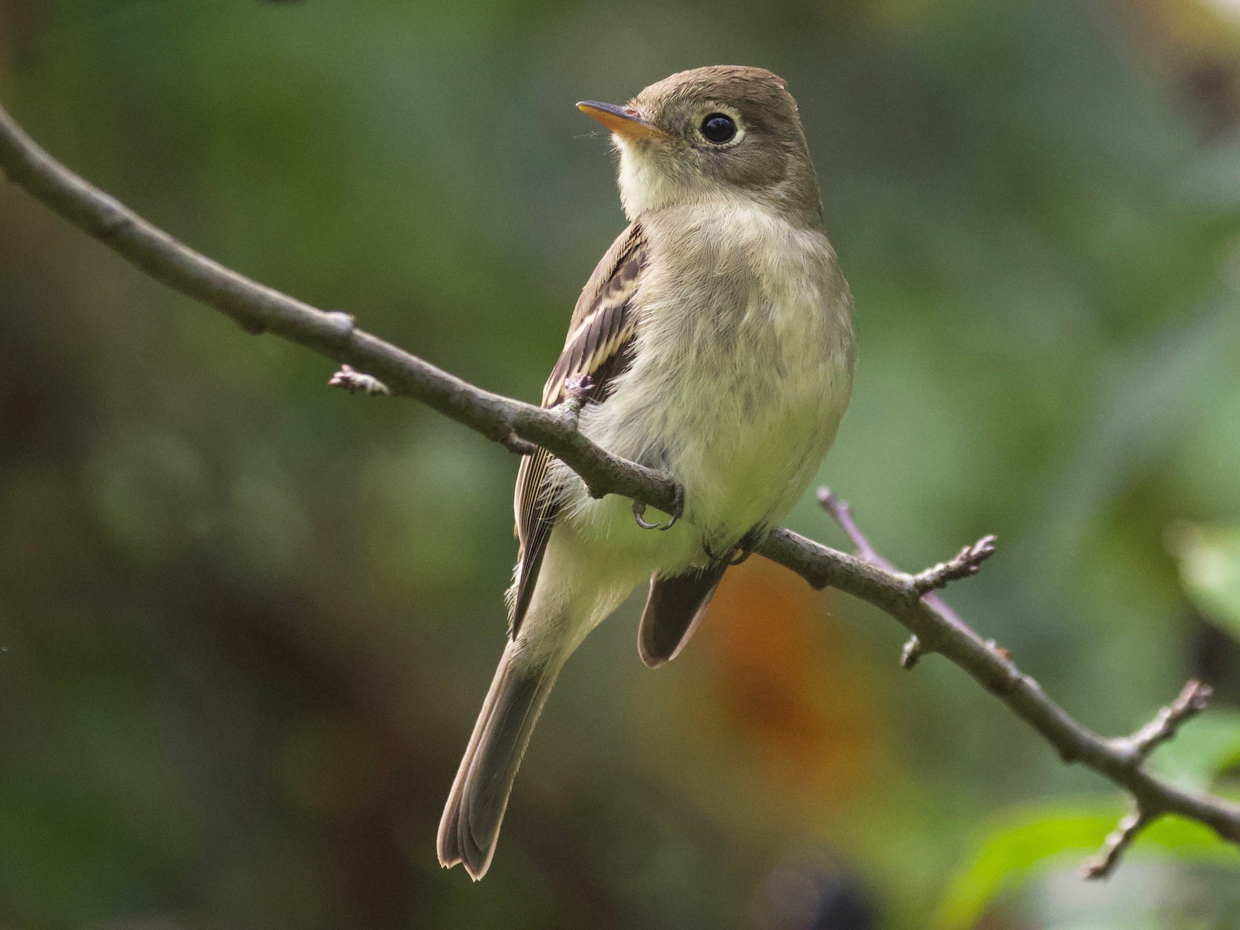 Western Flycatcher (Pacific-slope) - eBird