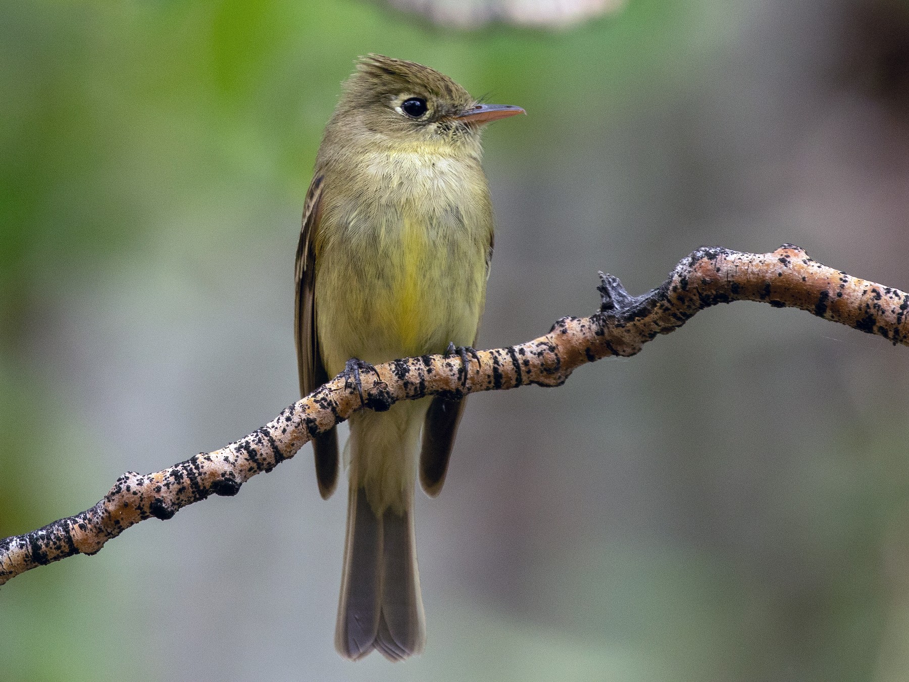 Western Flycatcher (Cordilleran) - eBird