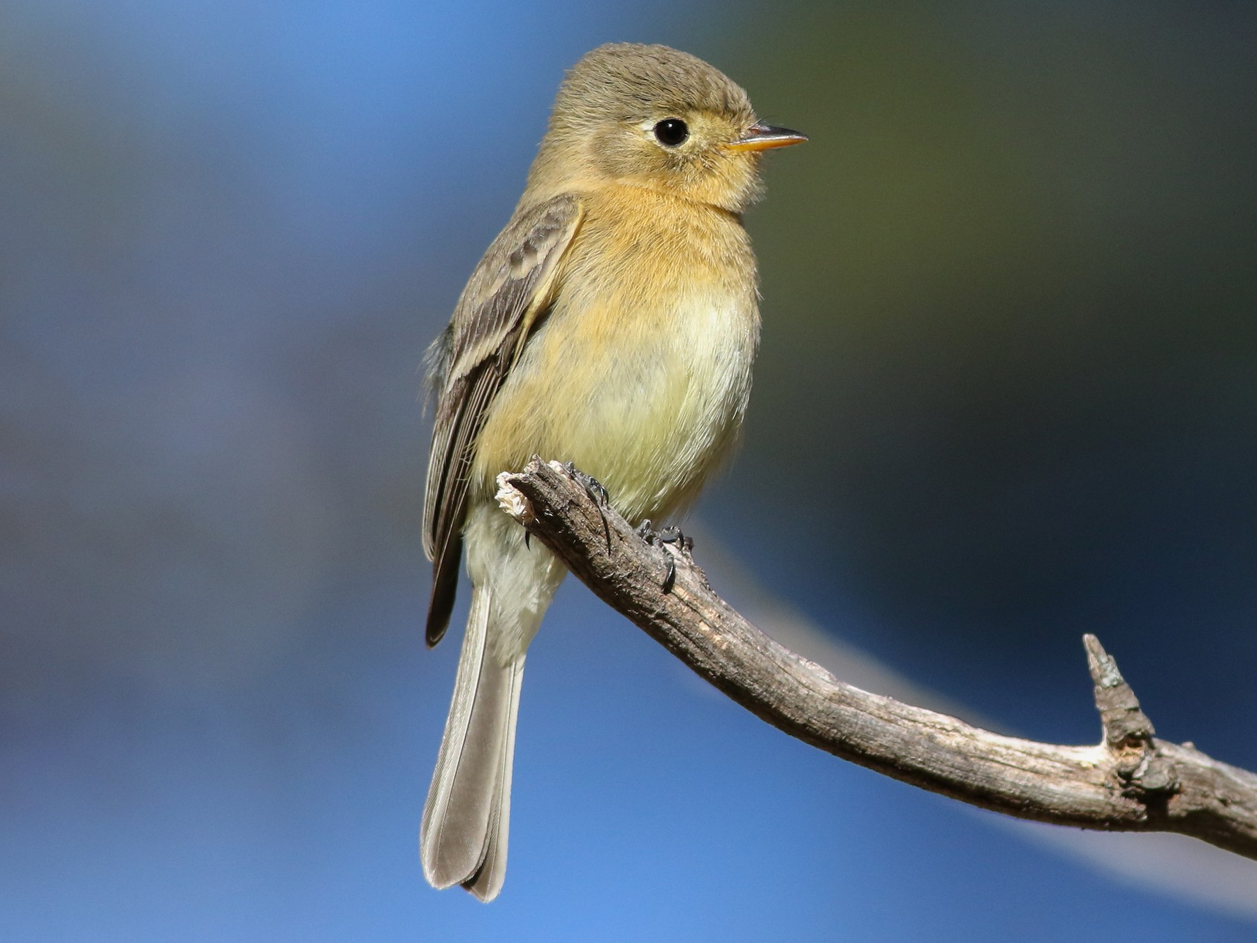 Buff-breasted Flycatcher - eBird