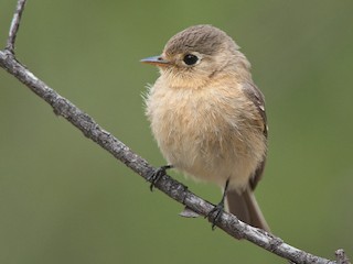 Buff-breasted Flycatcher - eBird