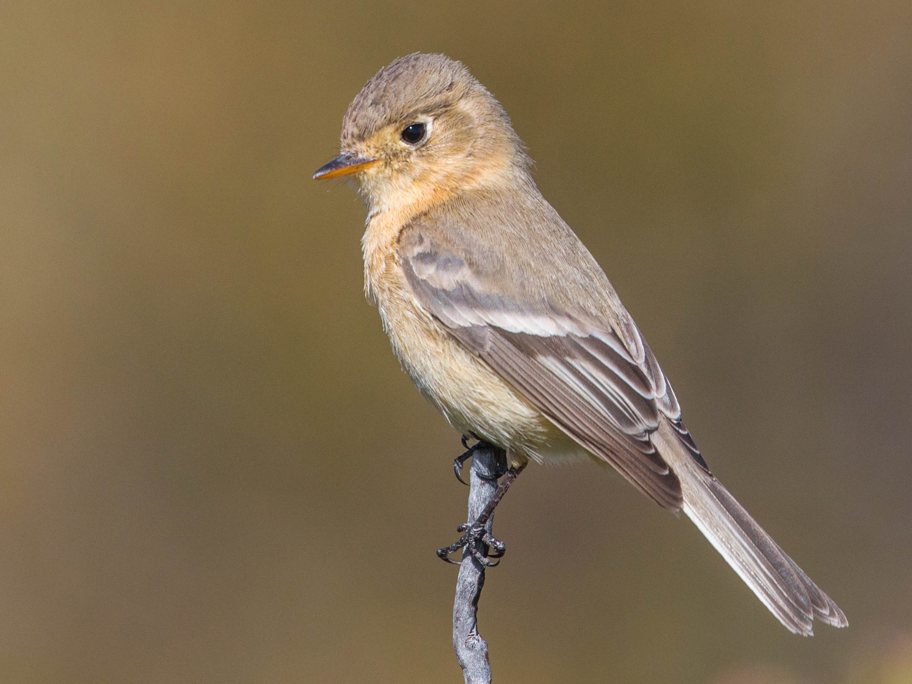 Buff-breasted Flycatcher - eBird