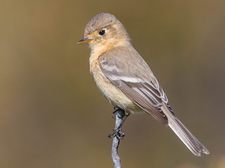 Buff-breasted Flycatcher - eBird