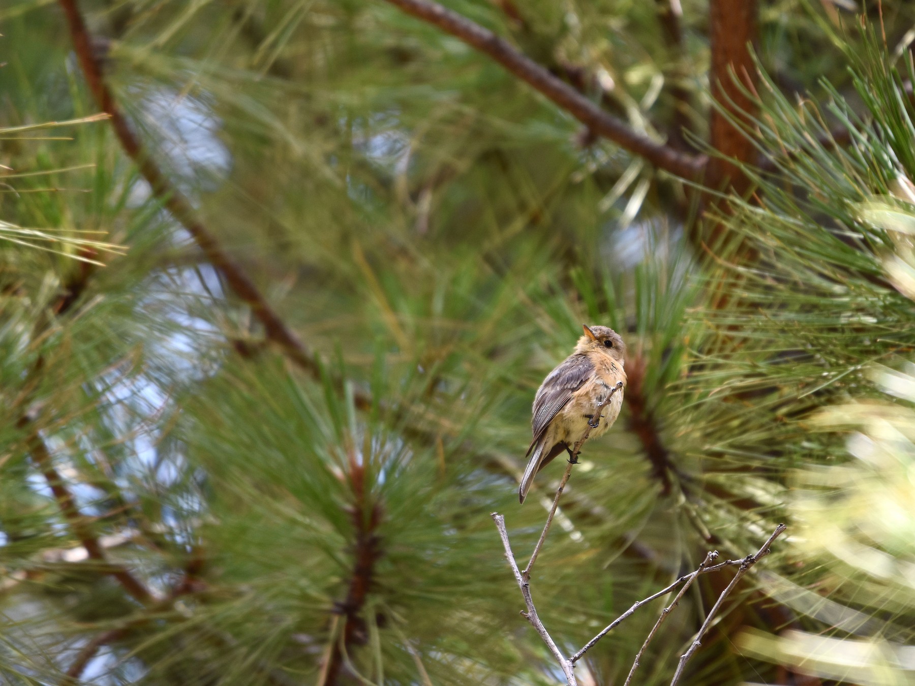 Buff-breasted Flycatcher - eBird