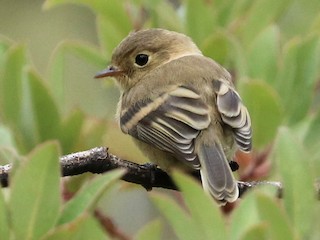 Buff-breasted Flycatcher - eBird