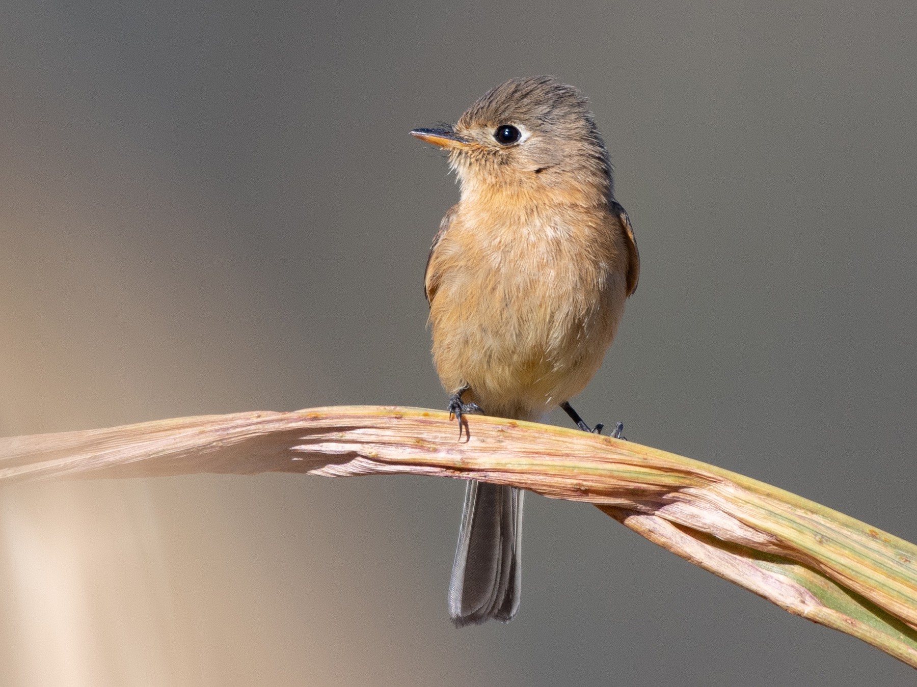 Buff-breasted Flycatcher - eBird
