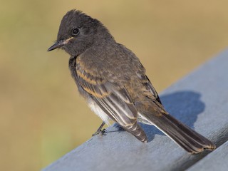 Black Phoebe - eBird