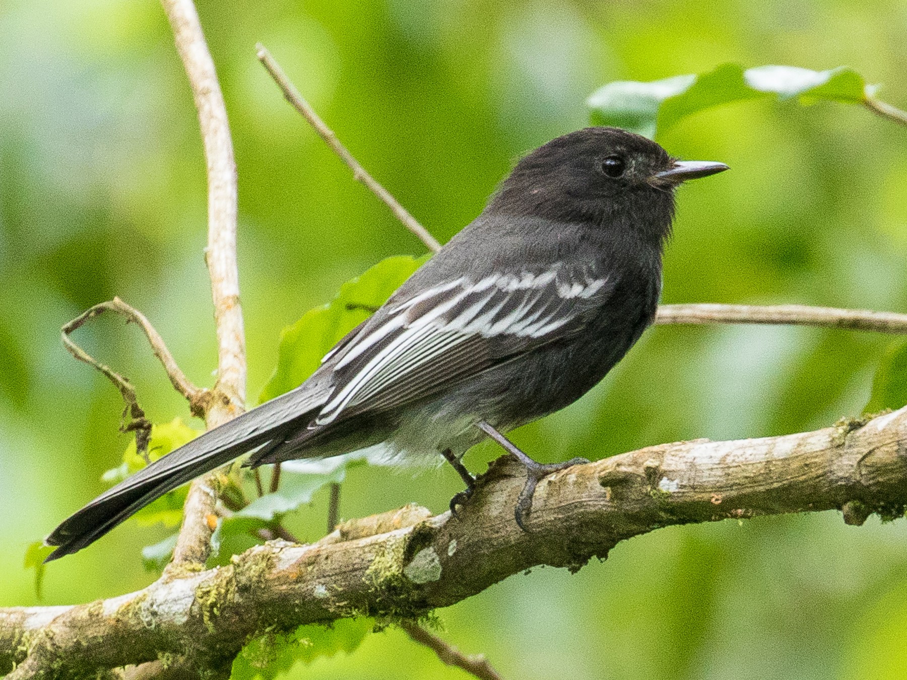 Black Phoebe - eBird
