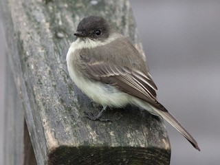 Eastern Phoebe - eBird
