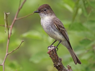 Eastern Phoebe - eBird