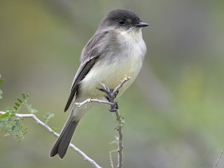 Eastern Phoebe - eBird