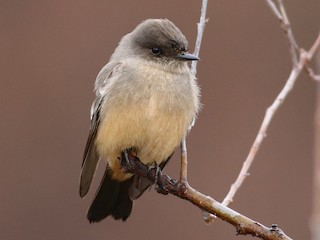 Say's Phoebe - eBird