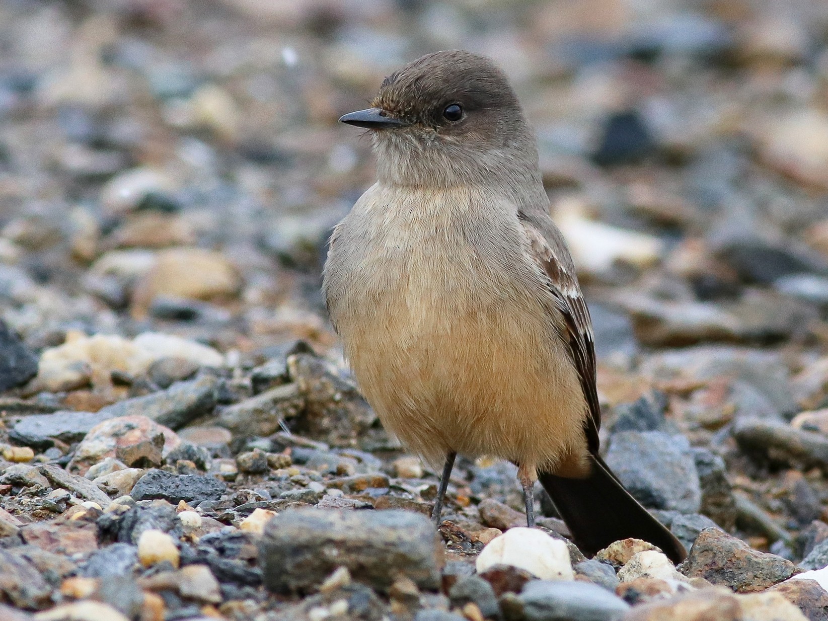 Say's Phoebe - eBird