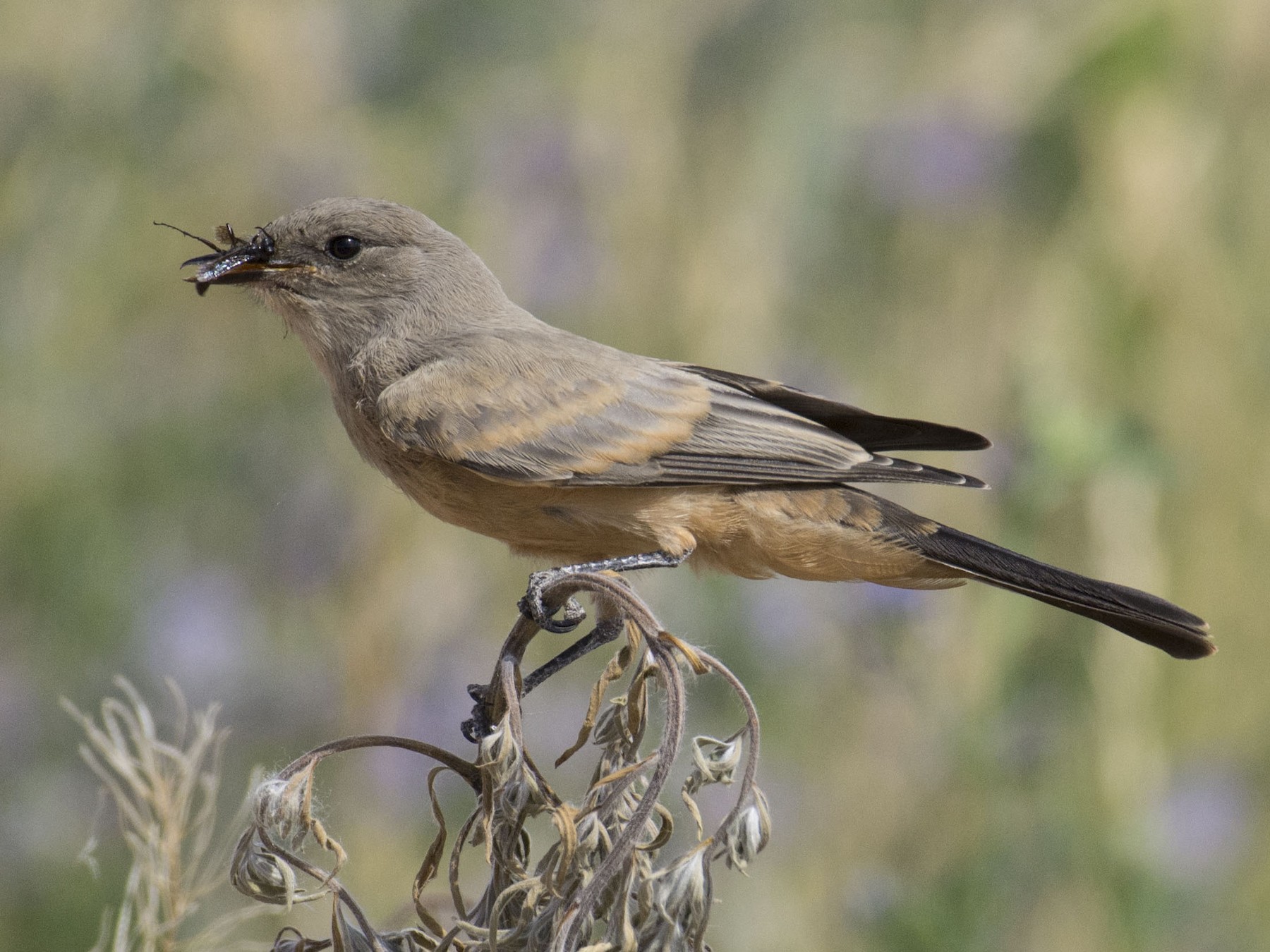 Say's Phoebe - eBird