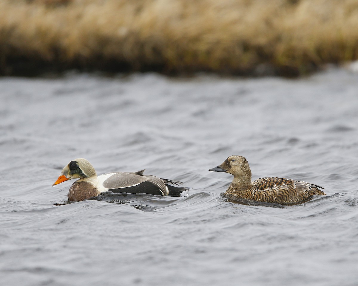 eider sp. - eBird