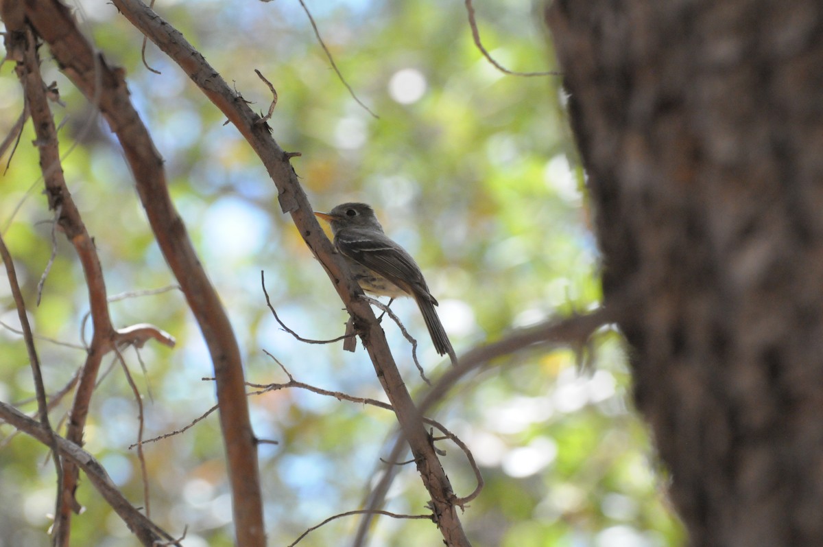 eBird Checklist - 13 Jun 2016 - stakeout Pine Flycatcher, Aliso Spring ...