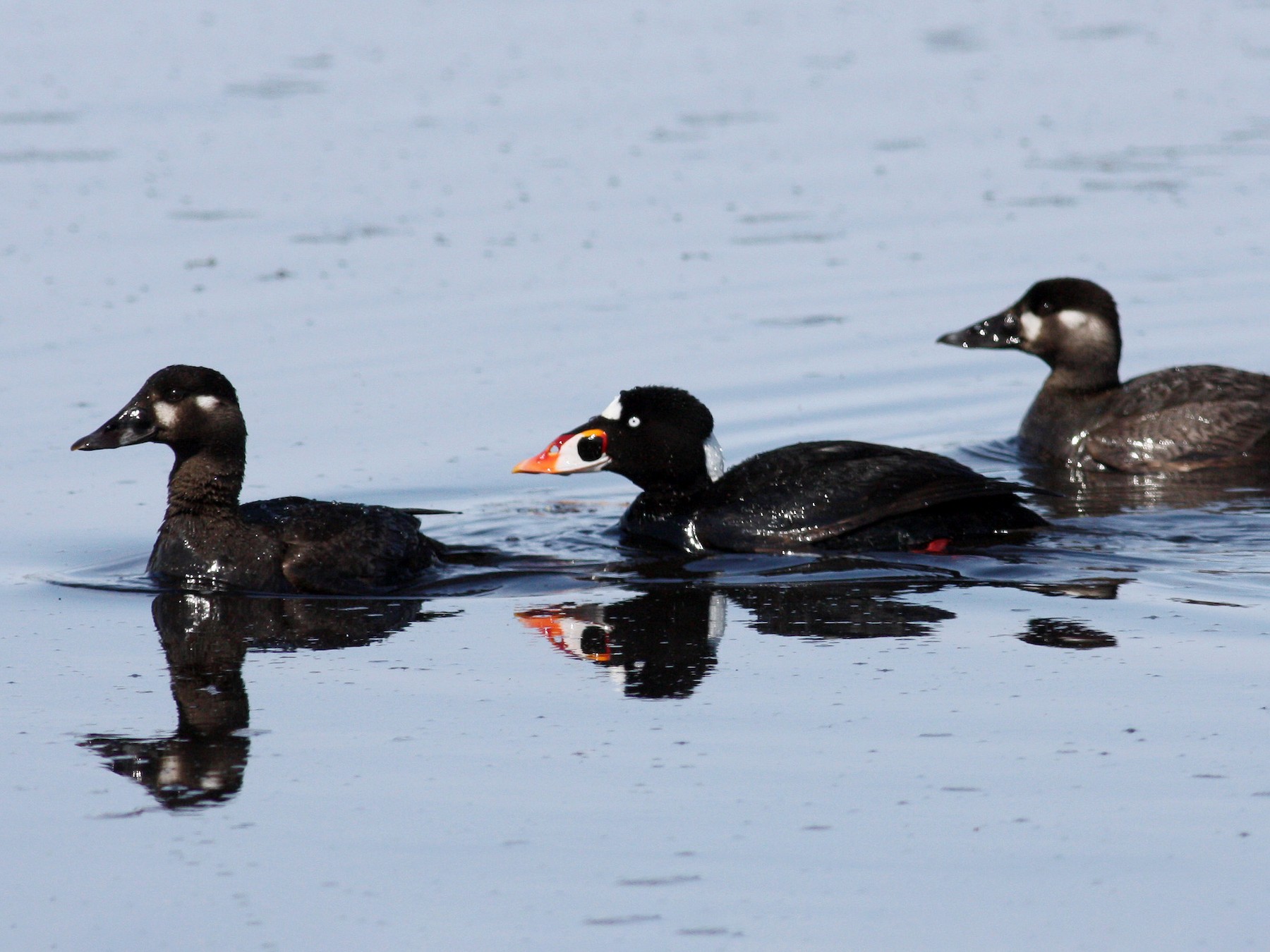 Surf Scoter - eBird