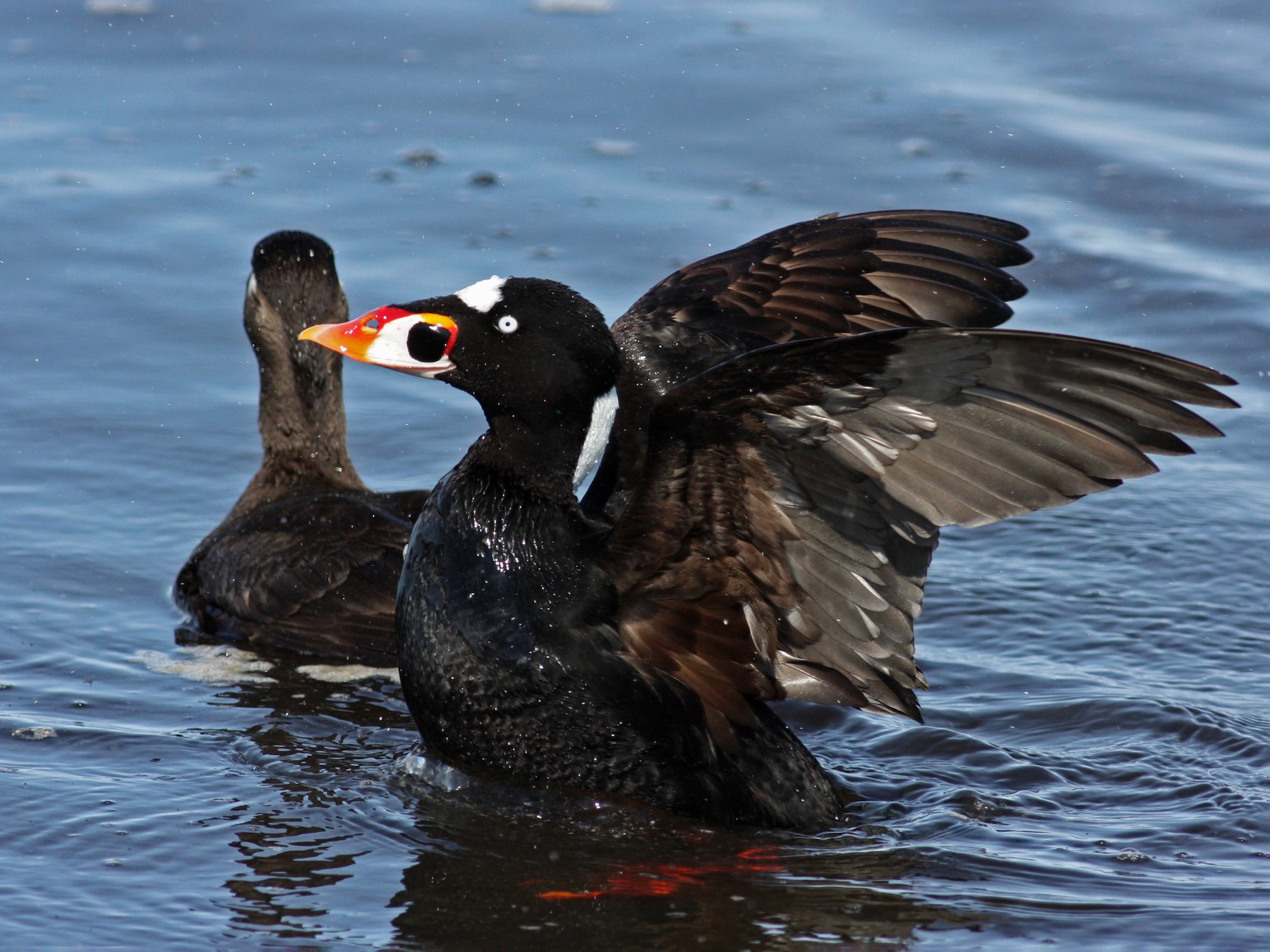 Surf Scoter - eBird