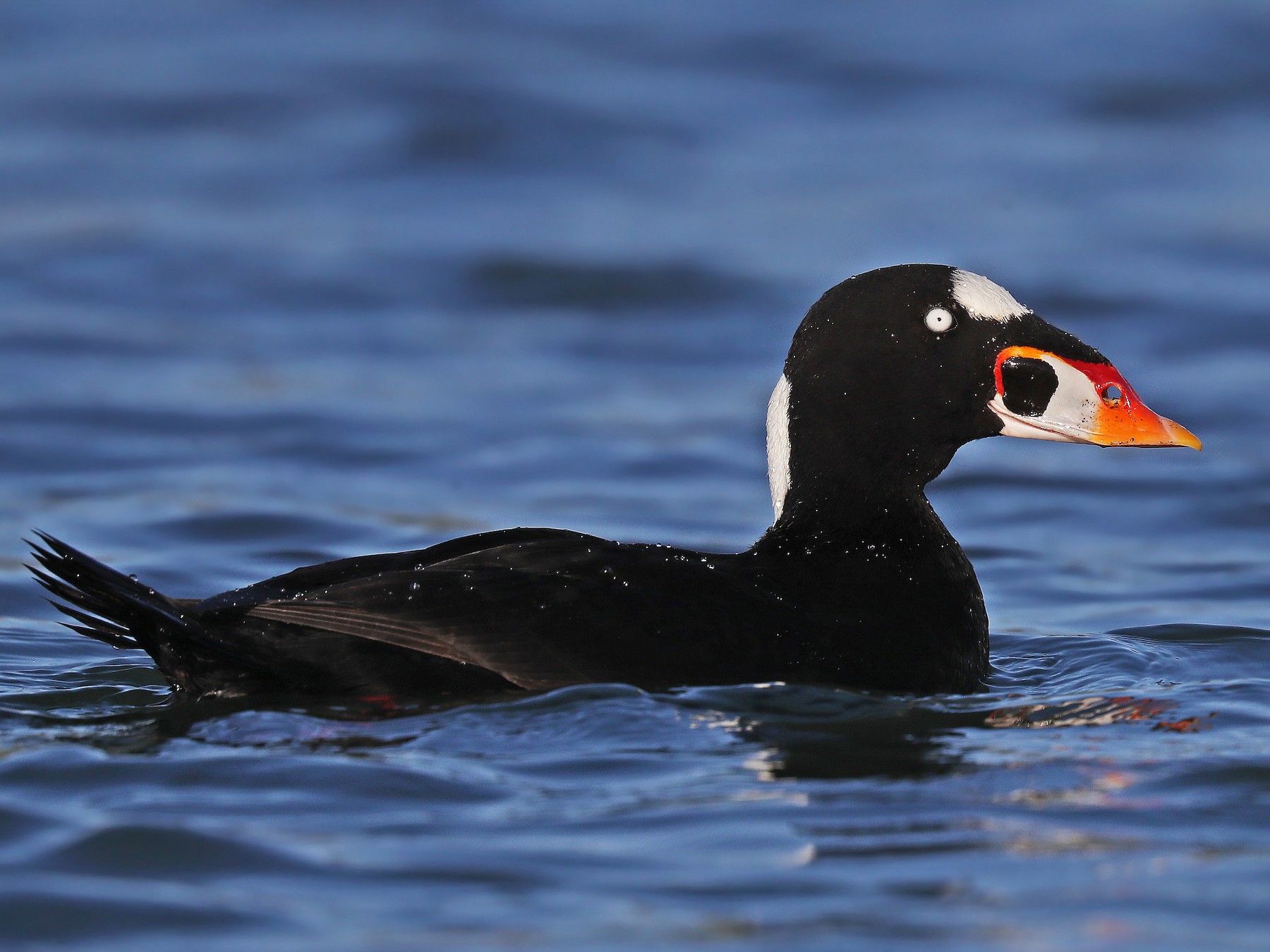 Surf Scoter - eBird