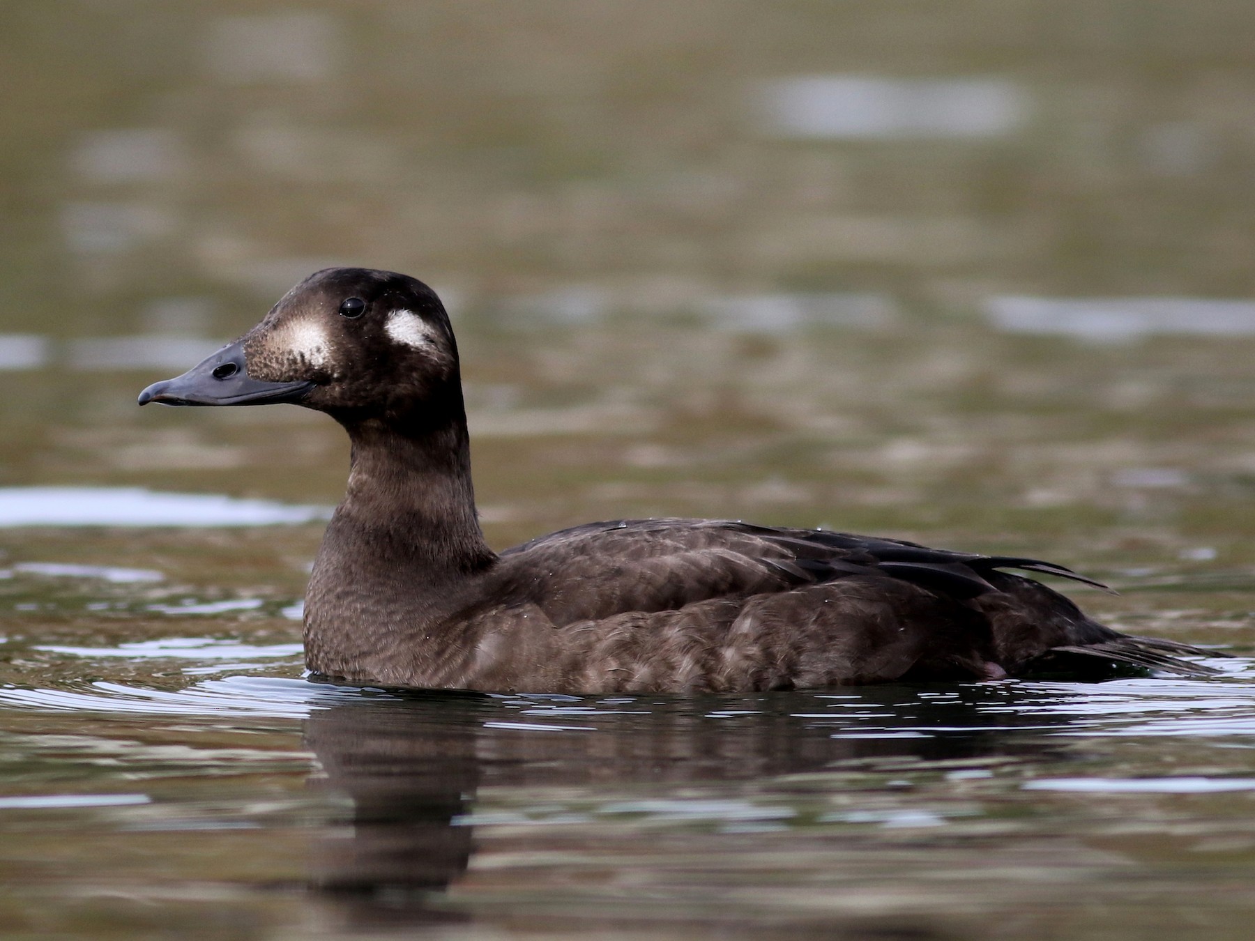 White-winged Scoter - eBird
