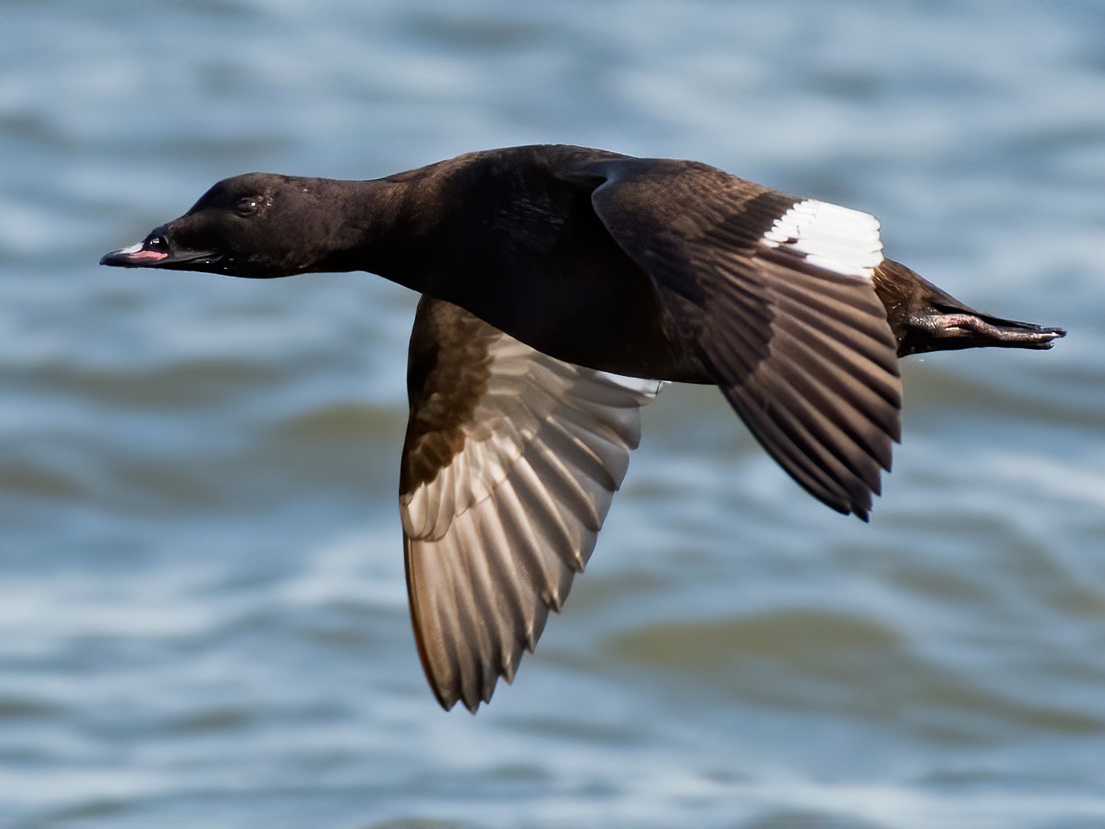White-winged Scoter - eBird