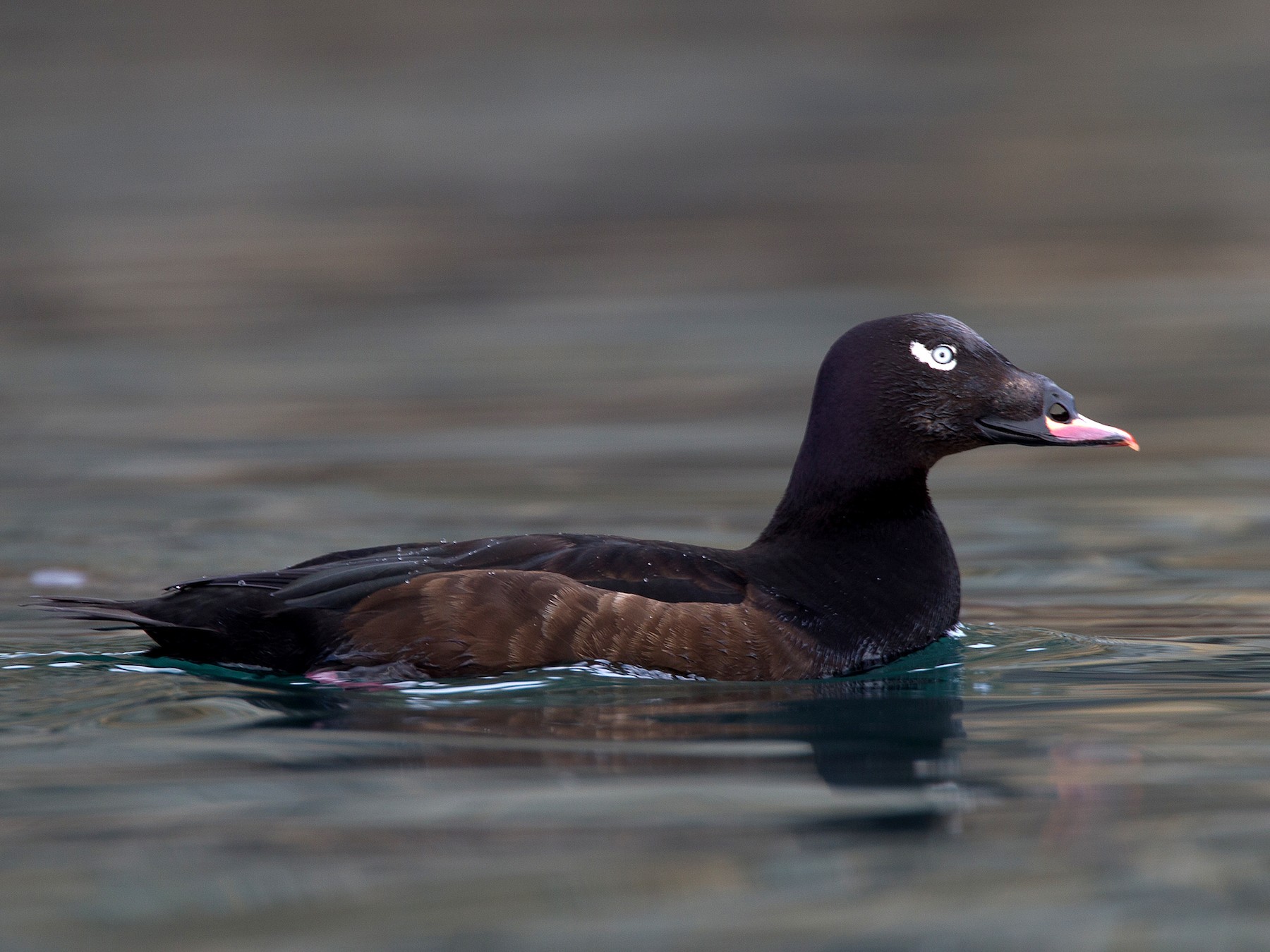 White-winged Scoter - eBird