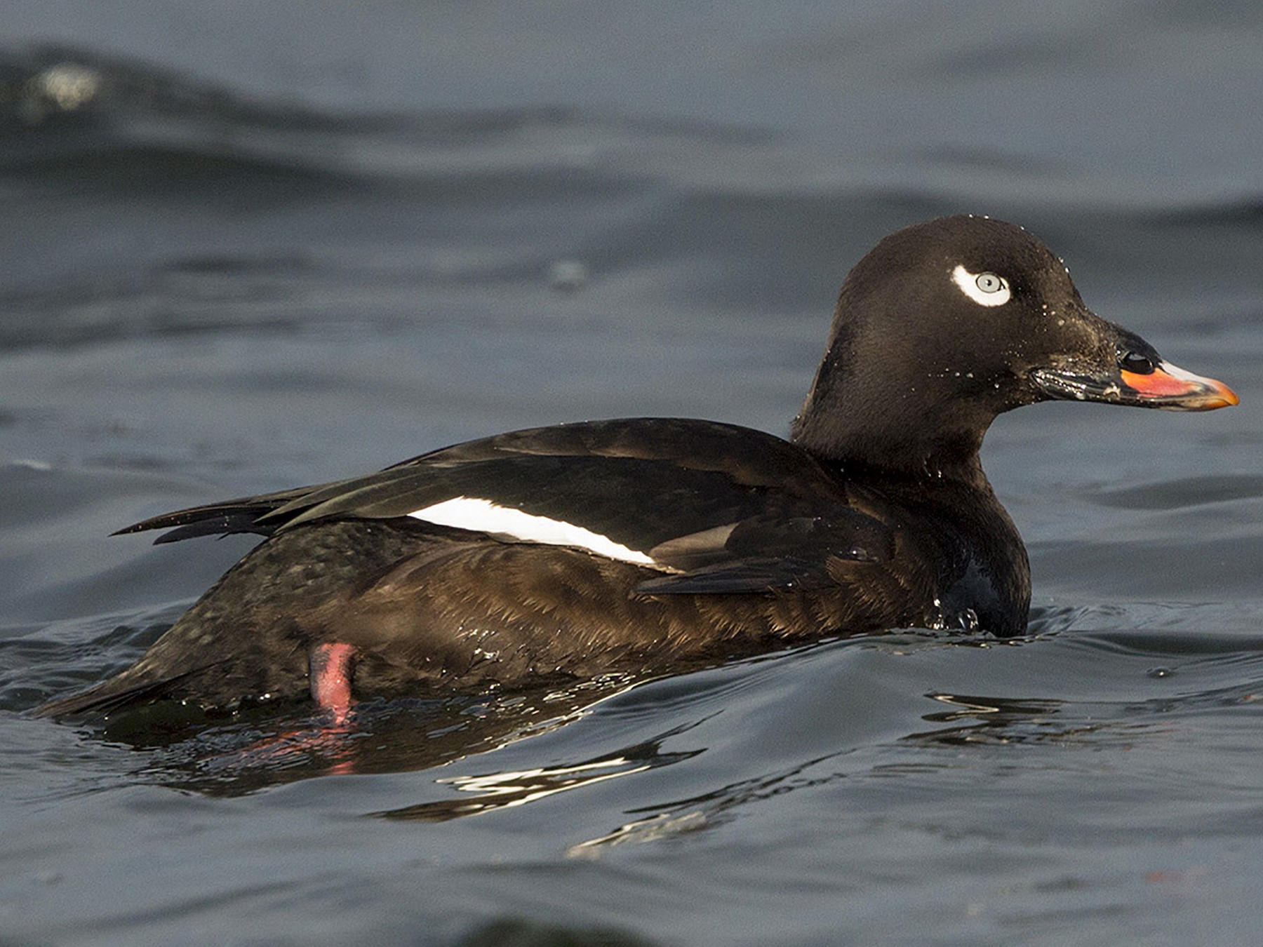 White-winged Scoter - eBird