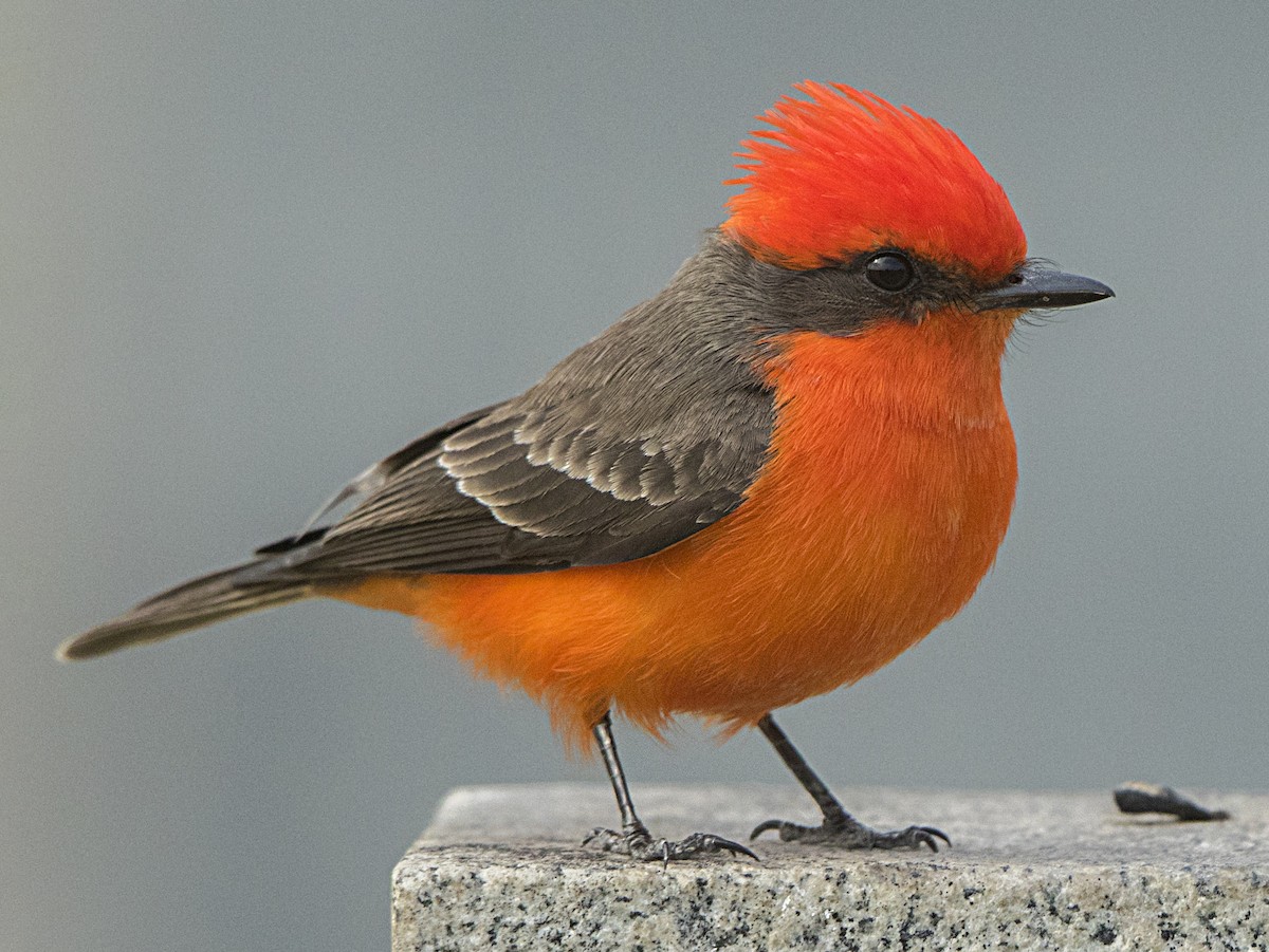 Vermilion Flycatcher - Pyrocephalus rubinus - Birds of the World