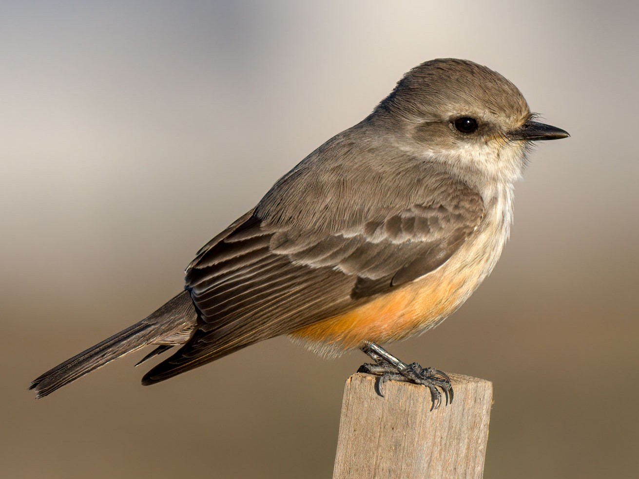 Vermilion Flycatcher - eBird