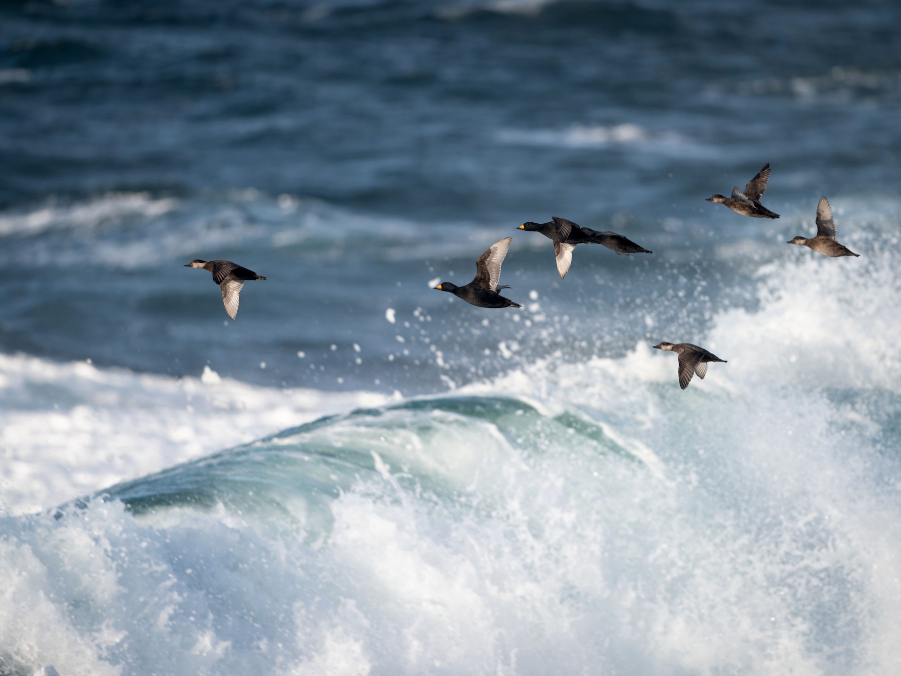 Black Scoter - eBird