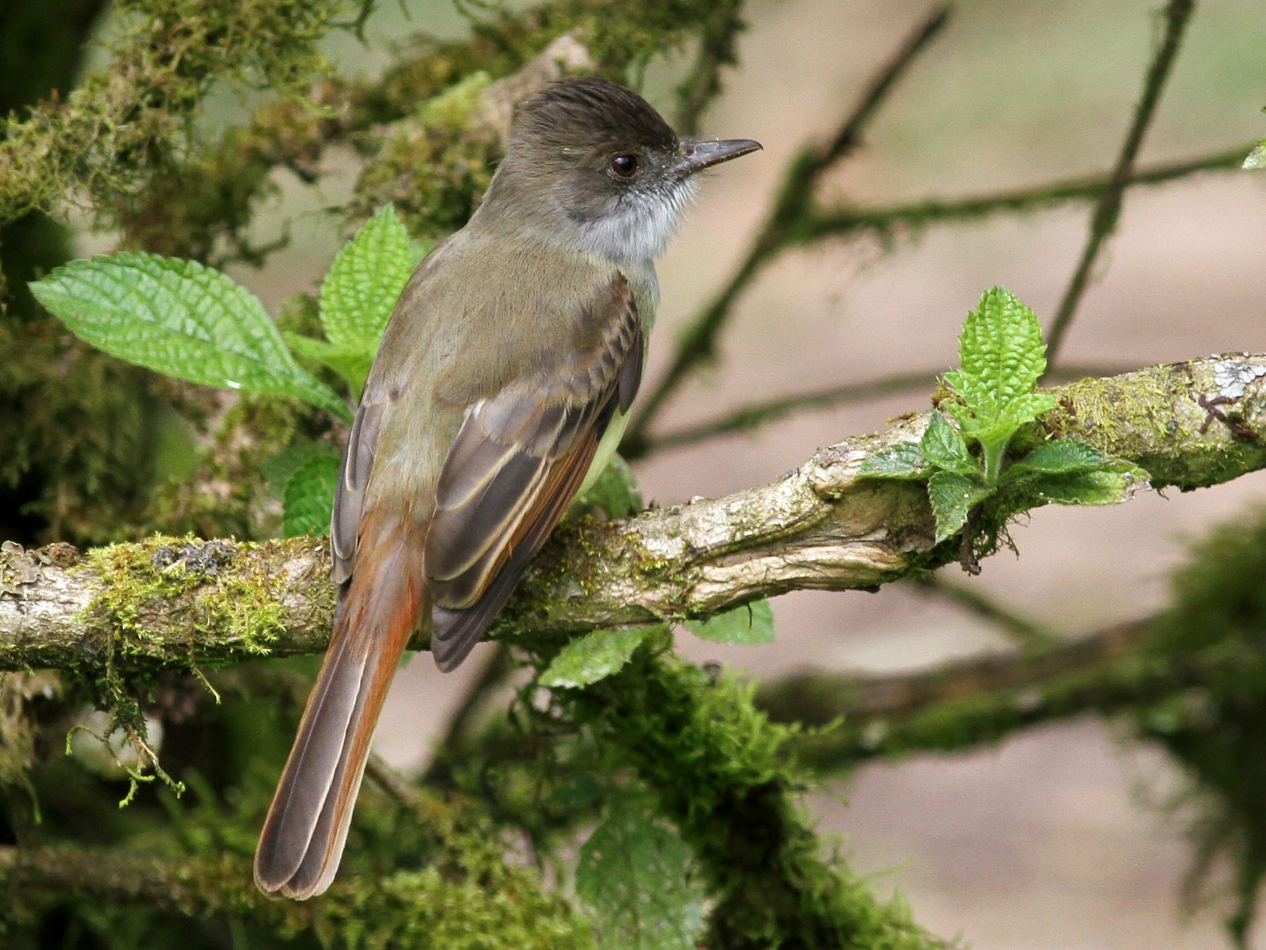 Dusky-capped Flycatcher - eBird
