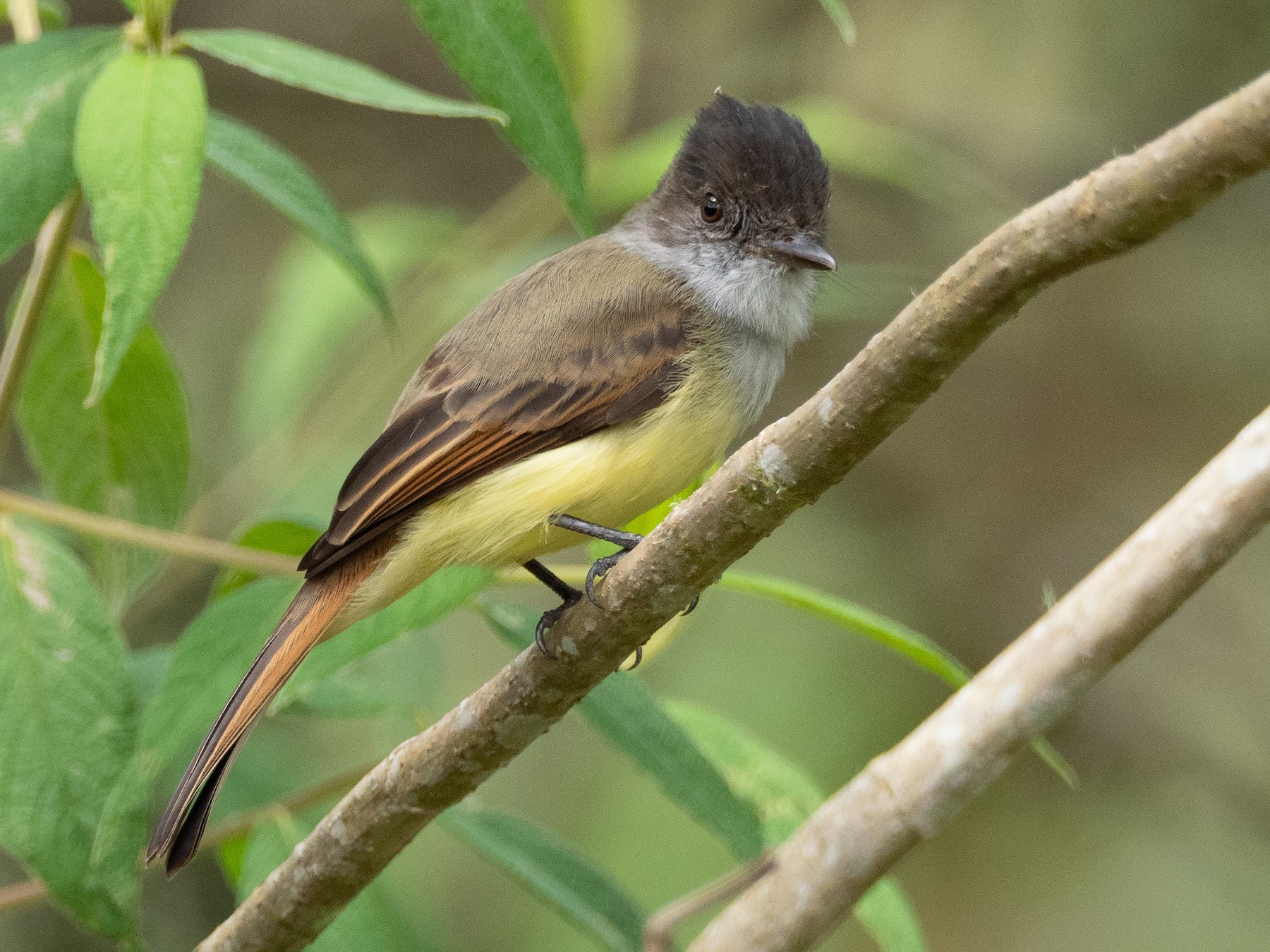 Dusky-capped Flycatcher - eBird